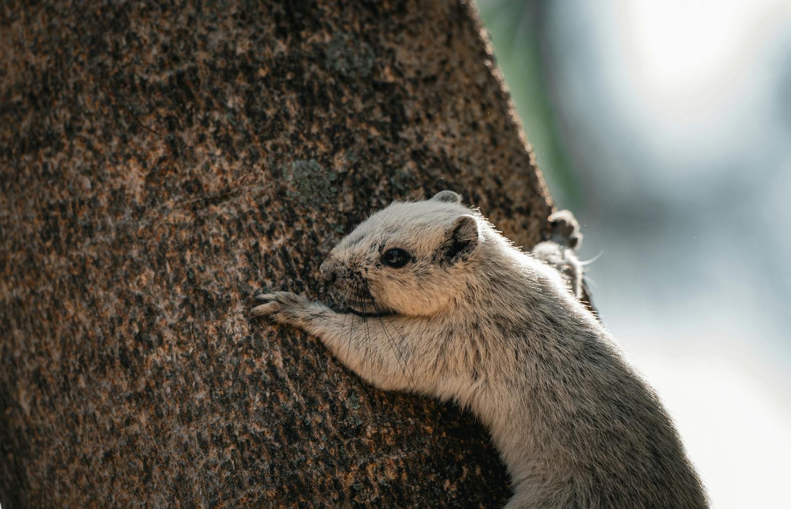 Free Animal Pictures Photos, Download The BEST Free Free Animal ...