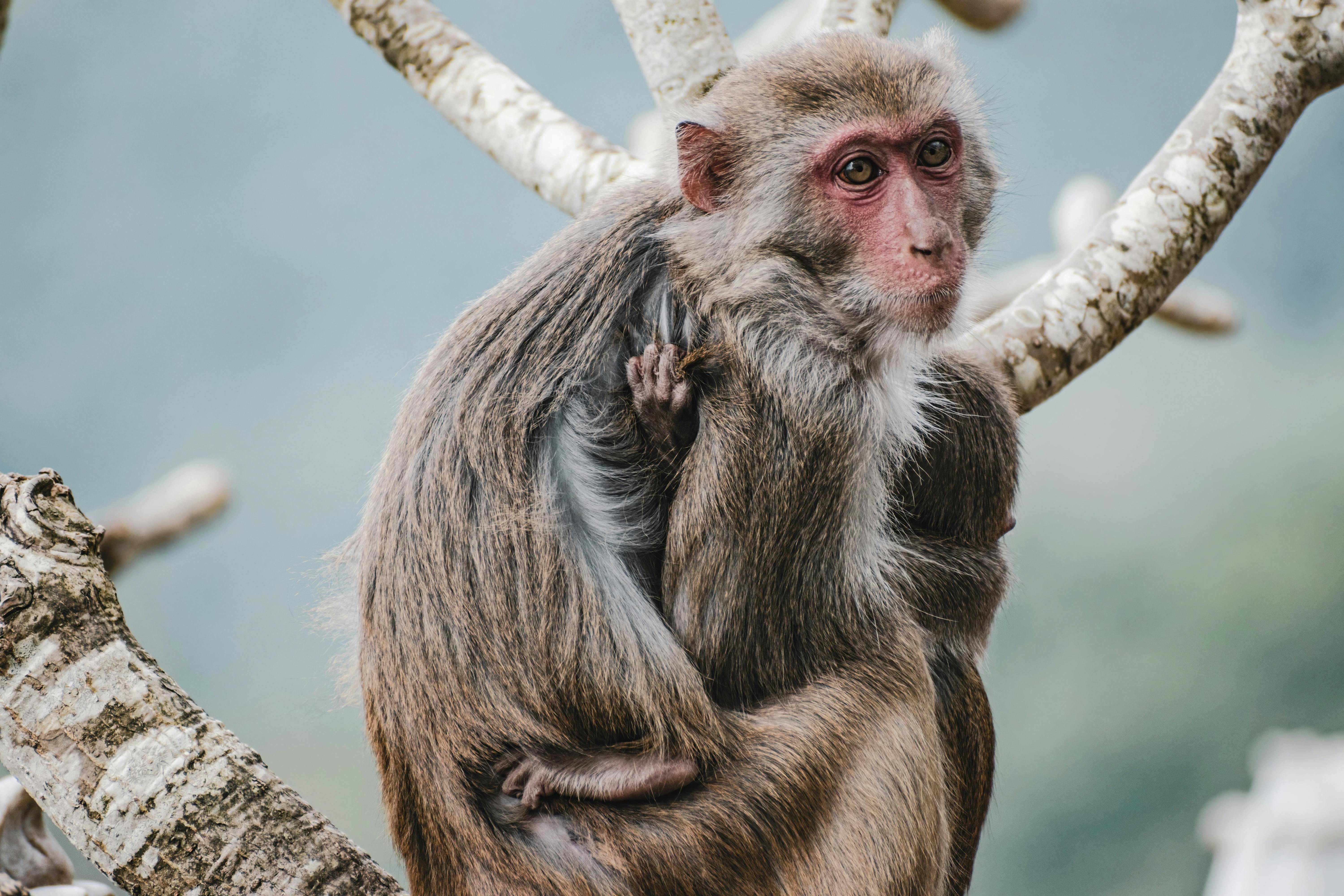 Monkey Butt Photos, Download The BEST Free Monkey Butt Stock Photos ...