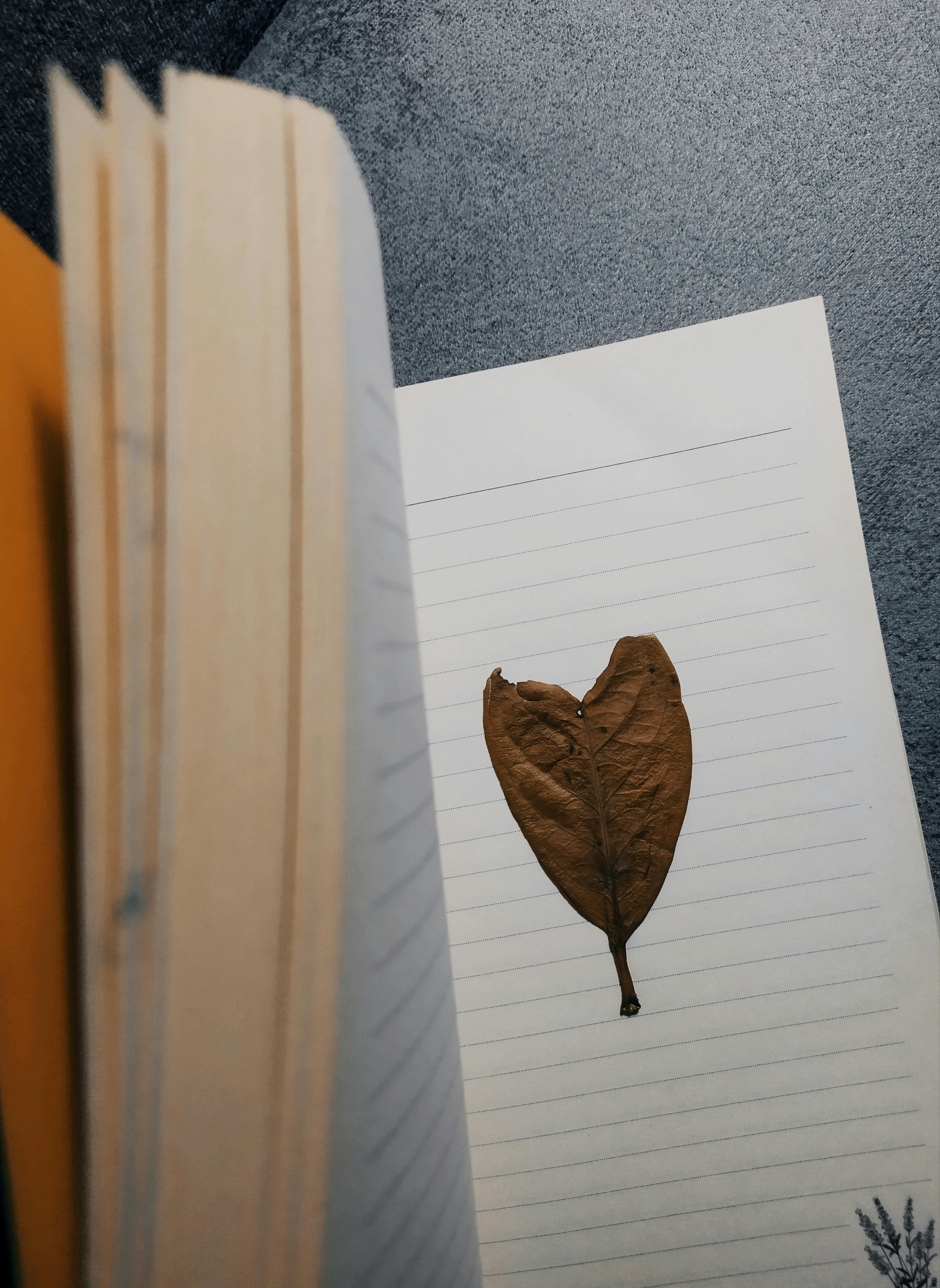Dried Leaf Pressed Inside Notebook · Free Stock Photo