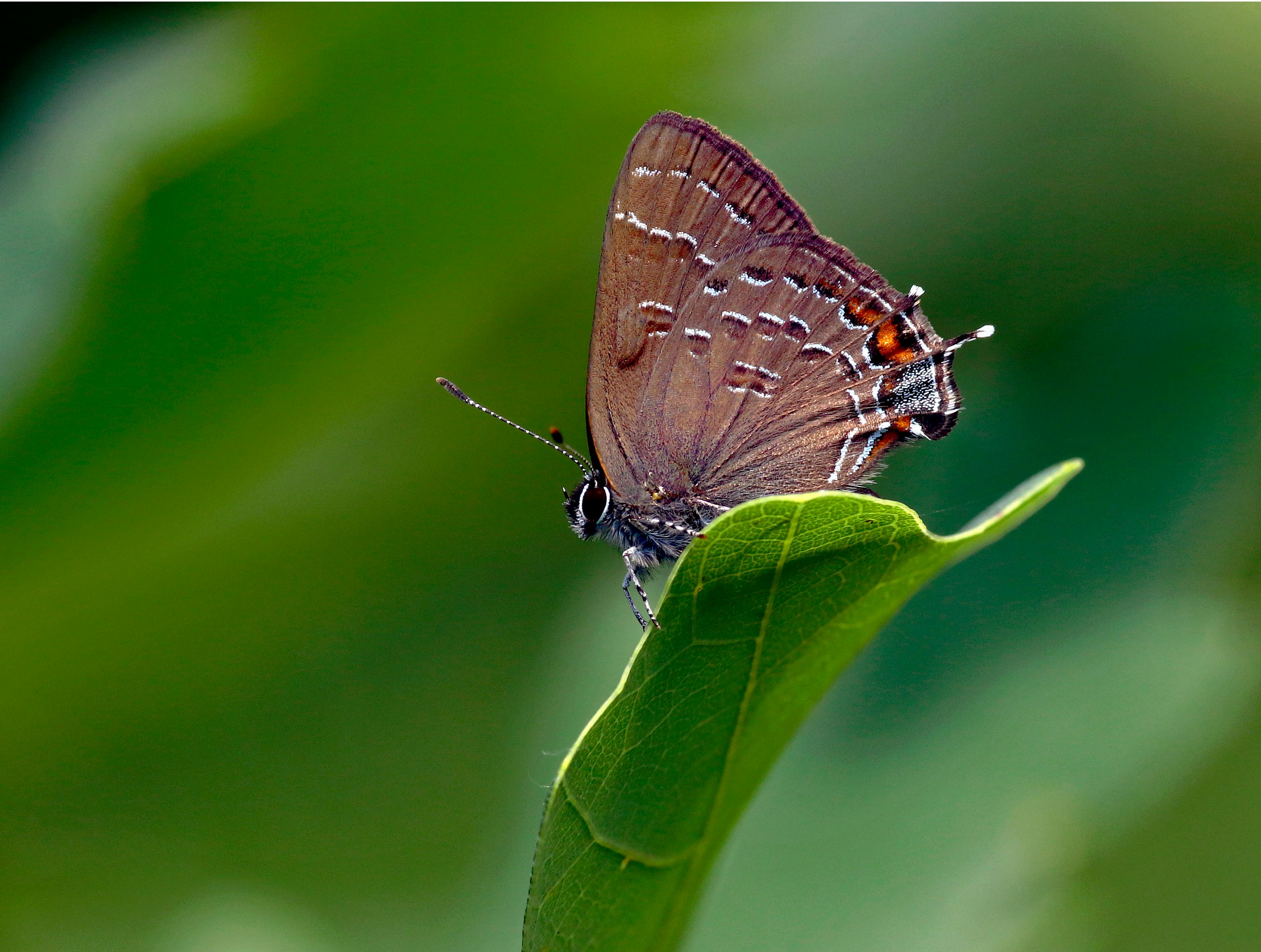 Close-up of a Brown Hairstreak Butterfly on Leaf · Free Stock Photo