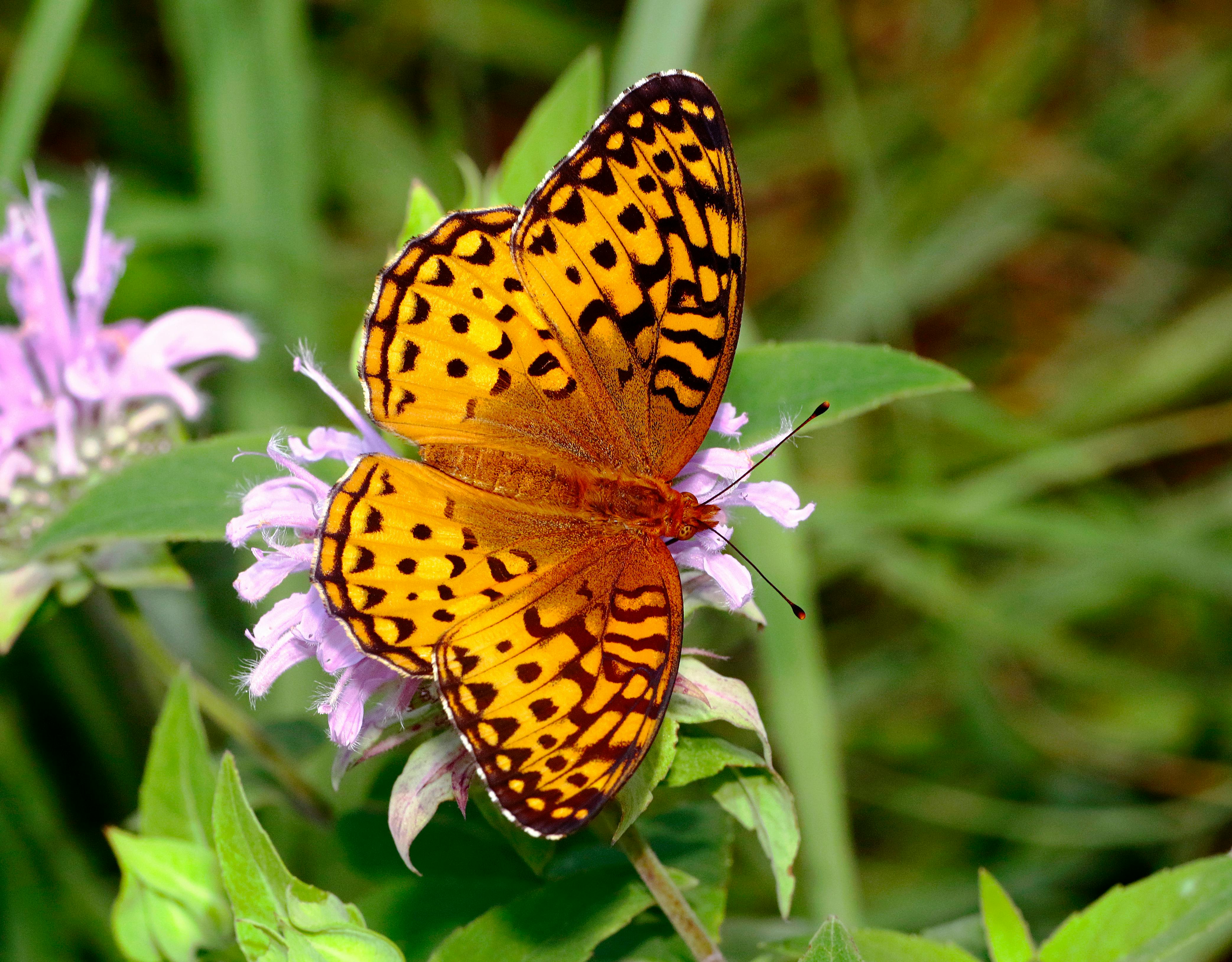 Vibrant Great Spangled Fritillary Butterfly on Bloom · Free Stock Photo