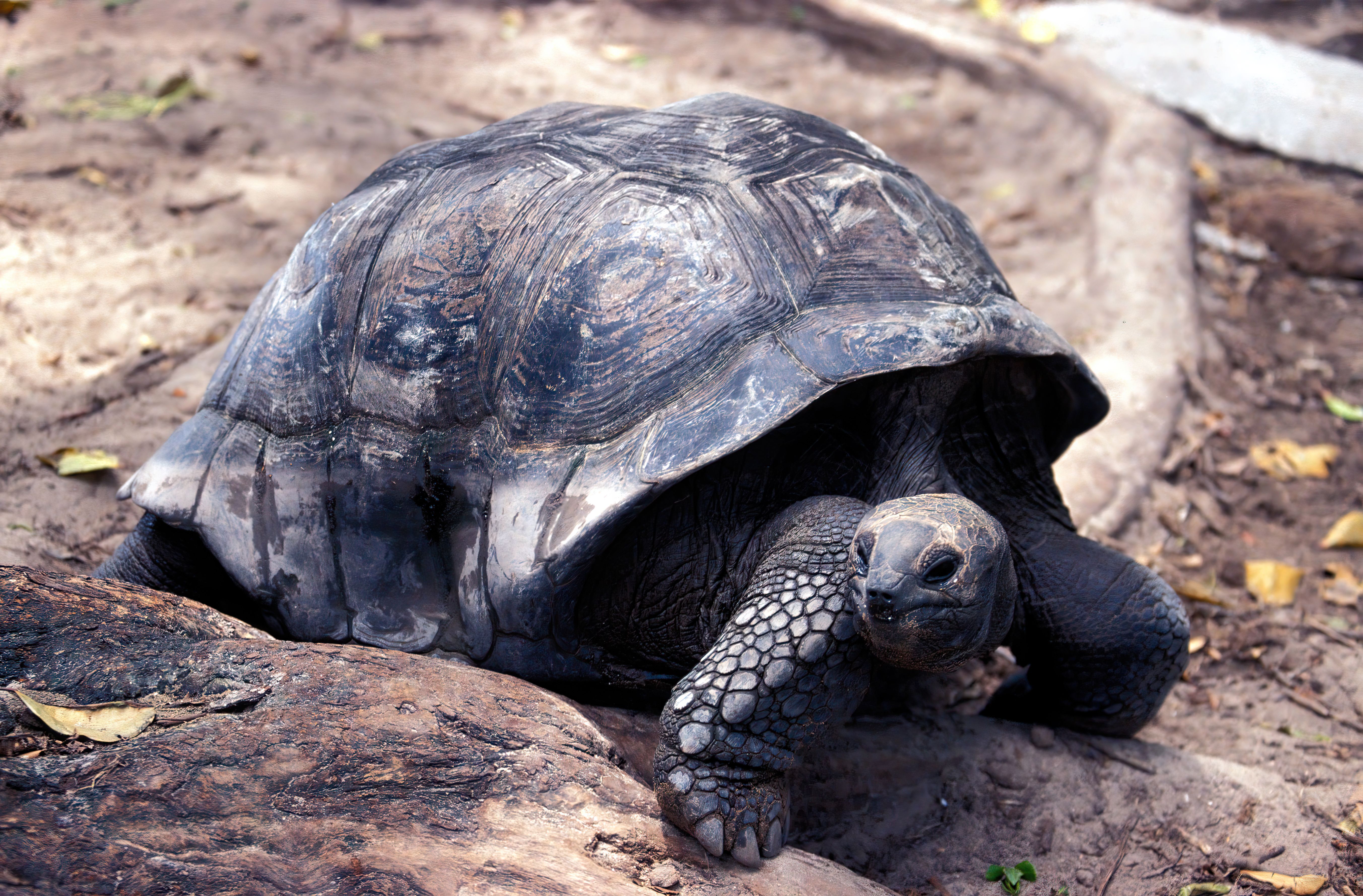 Aldabra Giant Tortoise in Seychelles Habitat · Free Stock Photo