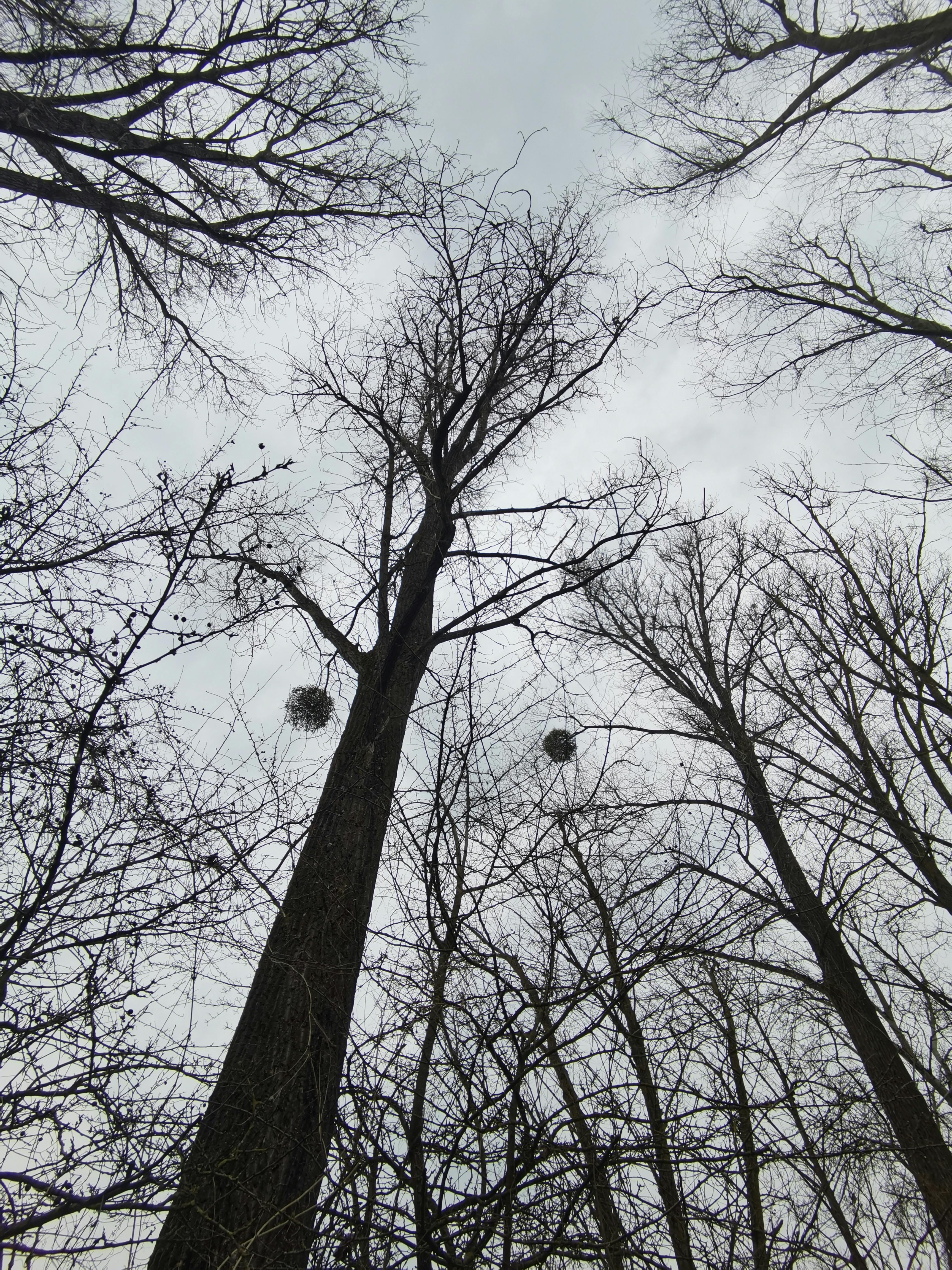 Tall Winter Trees with Bird Nests · Free Stock Photo