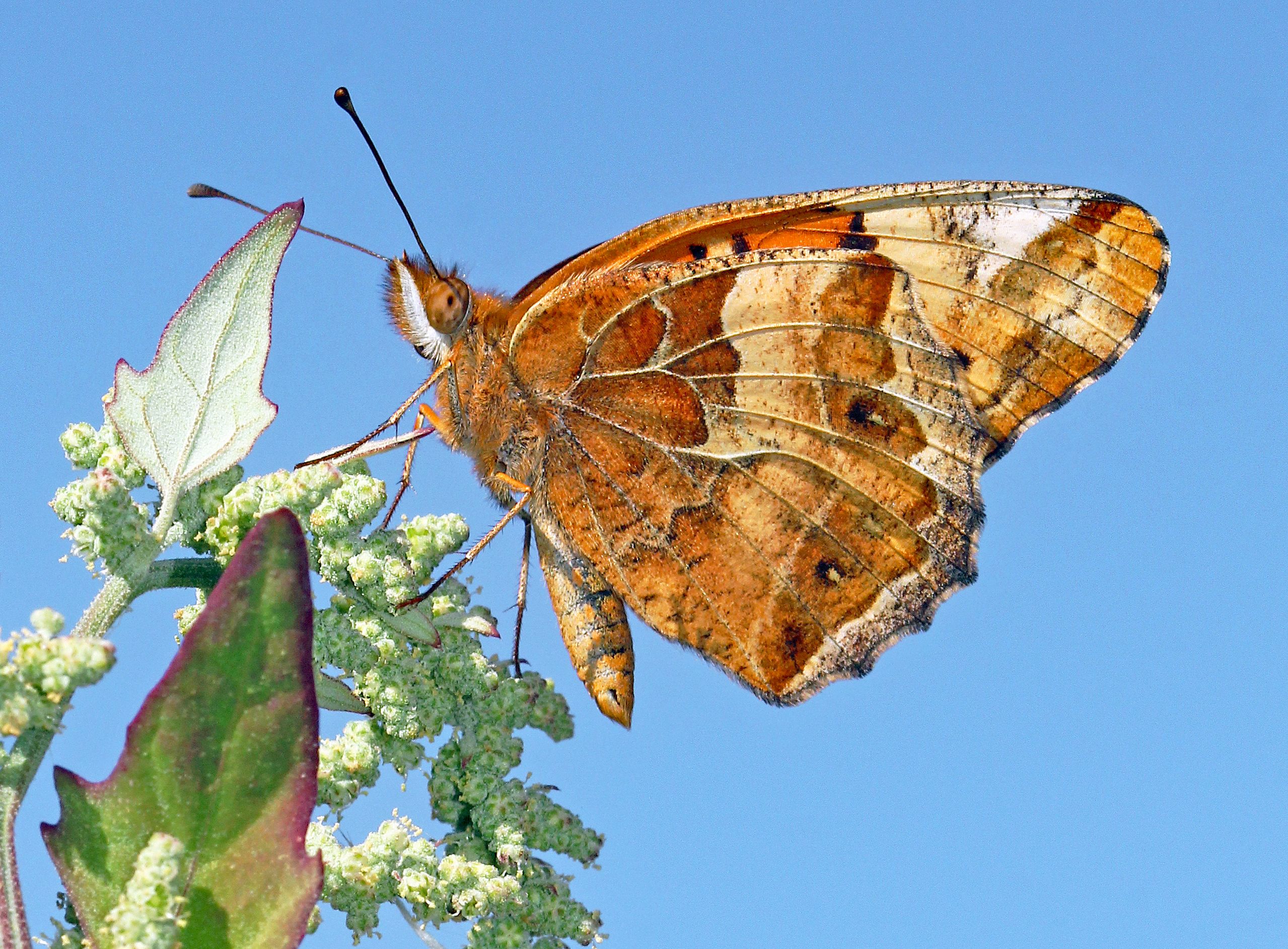 Variegated Fritillary Butterfly on Flower · Free Stock Photo