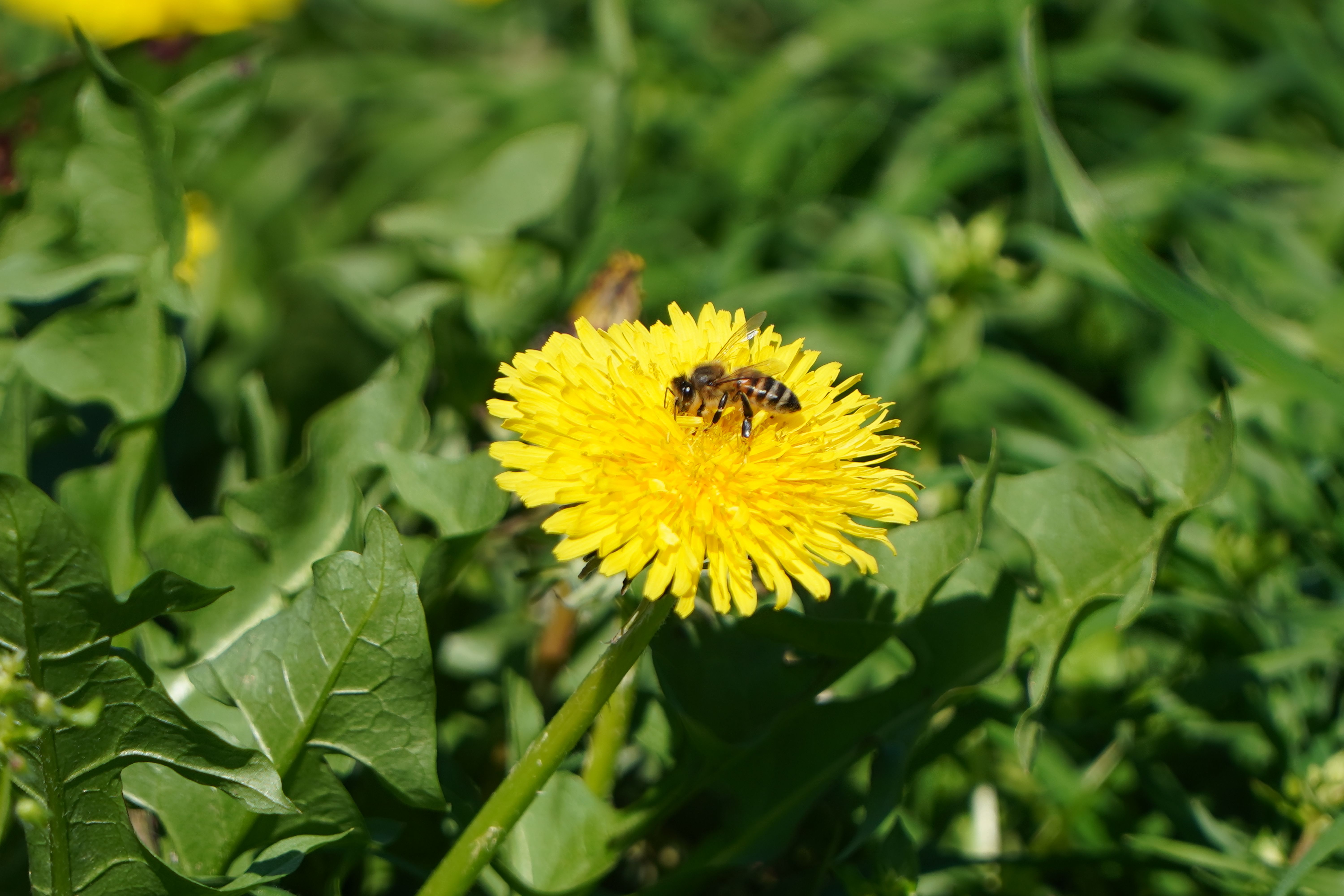 Bee Pollinating a Dandelion Flower Close-up · Free Stock Photo