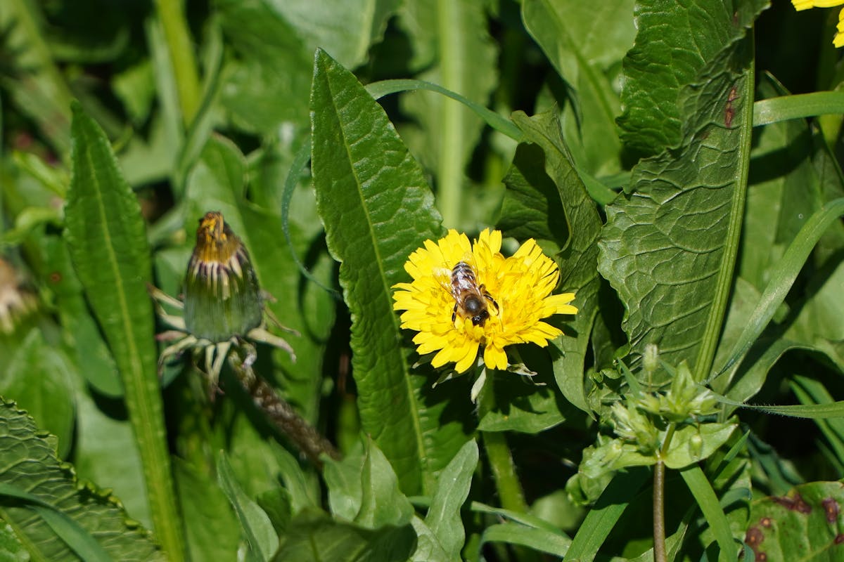 Foraging Dandelion Photos, Download The BEST Free Foraging Dandelion ...