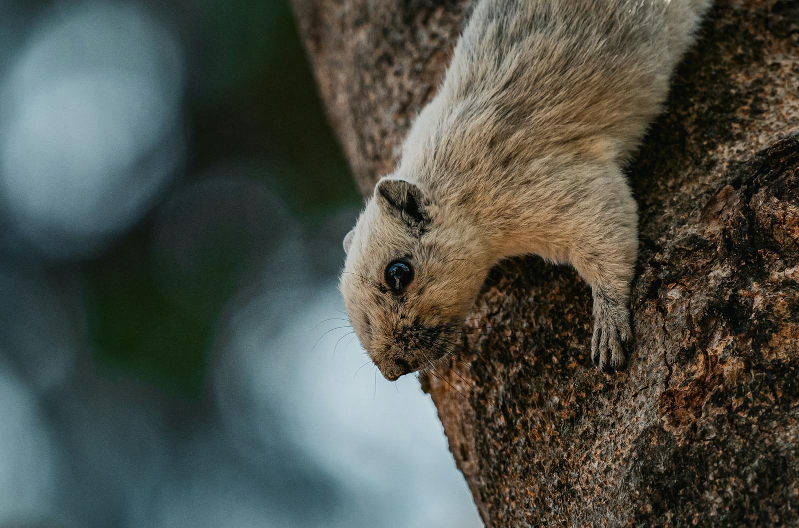 Watermark Free Photos, Download The BEST Free Watermark Free Stock ...