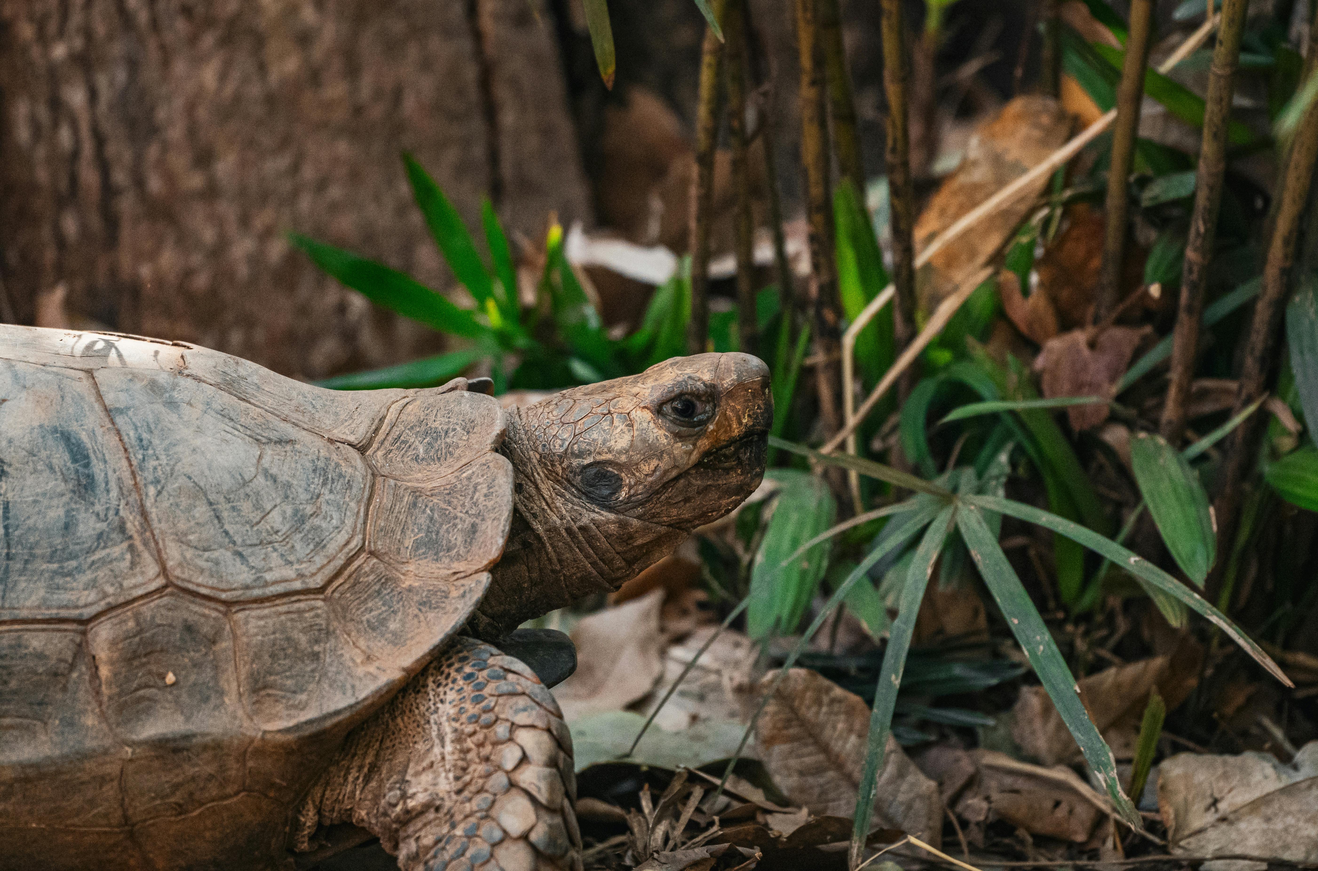 Earthy Images Photos, Download The BEST Free Earthy Images Stock Photos ...