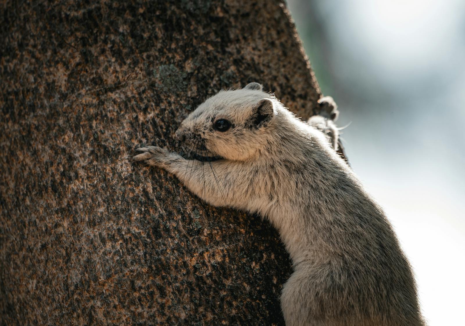 Free Pix Photos, Download The BEST Free Free Pix Stock Photos & HD Images