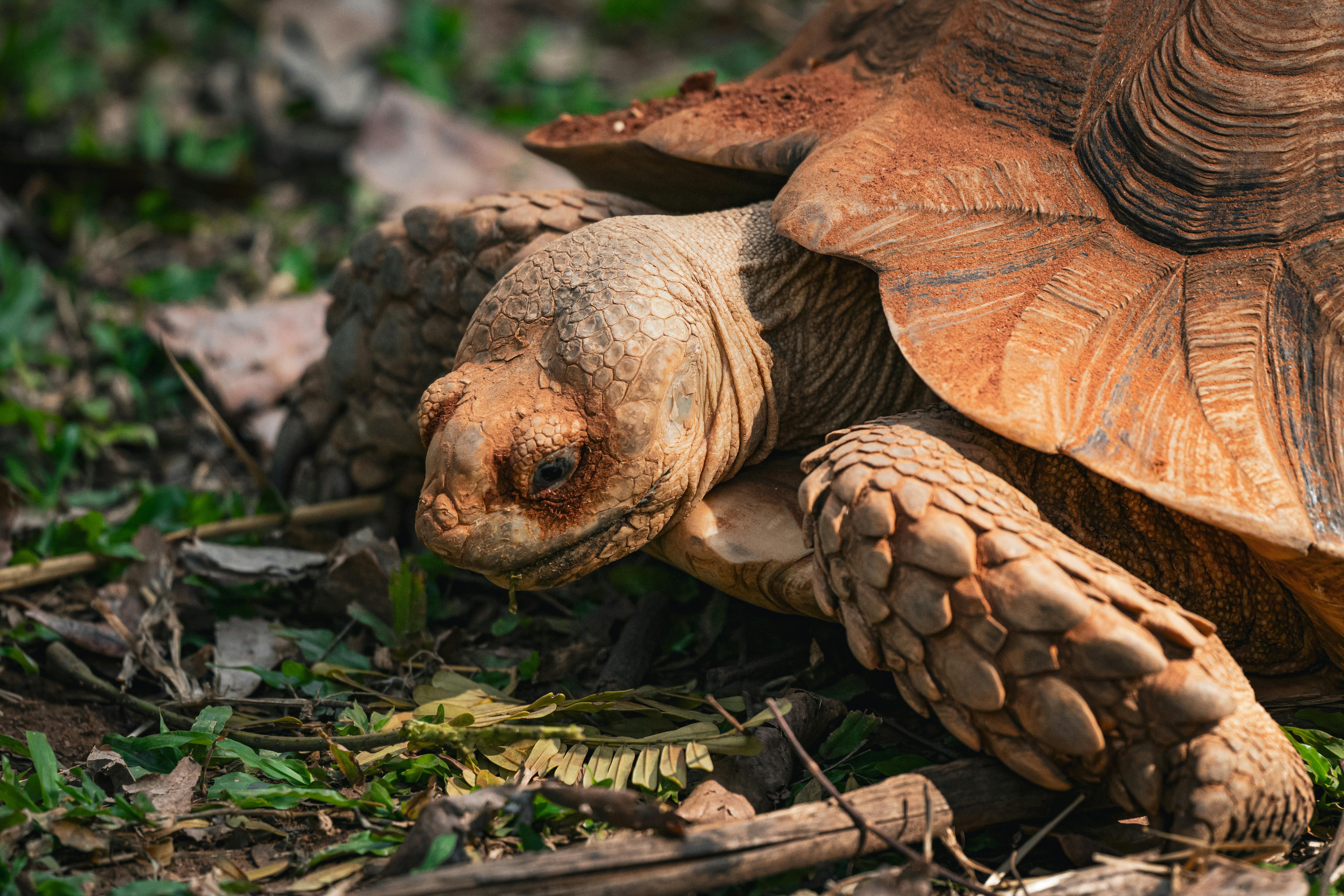 Images Of Turtles Photos, Download The BEST Free Images Of Turtles ...