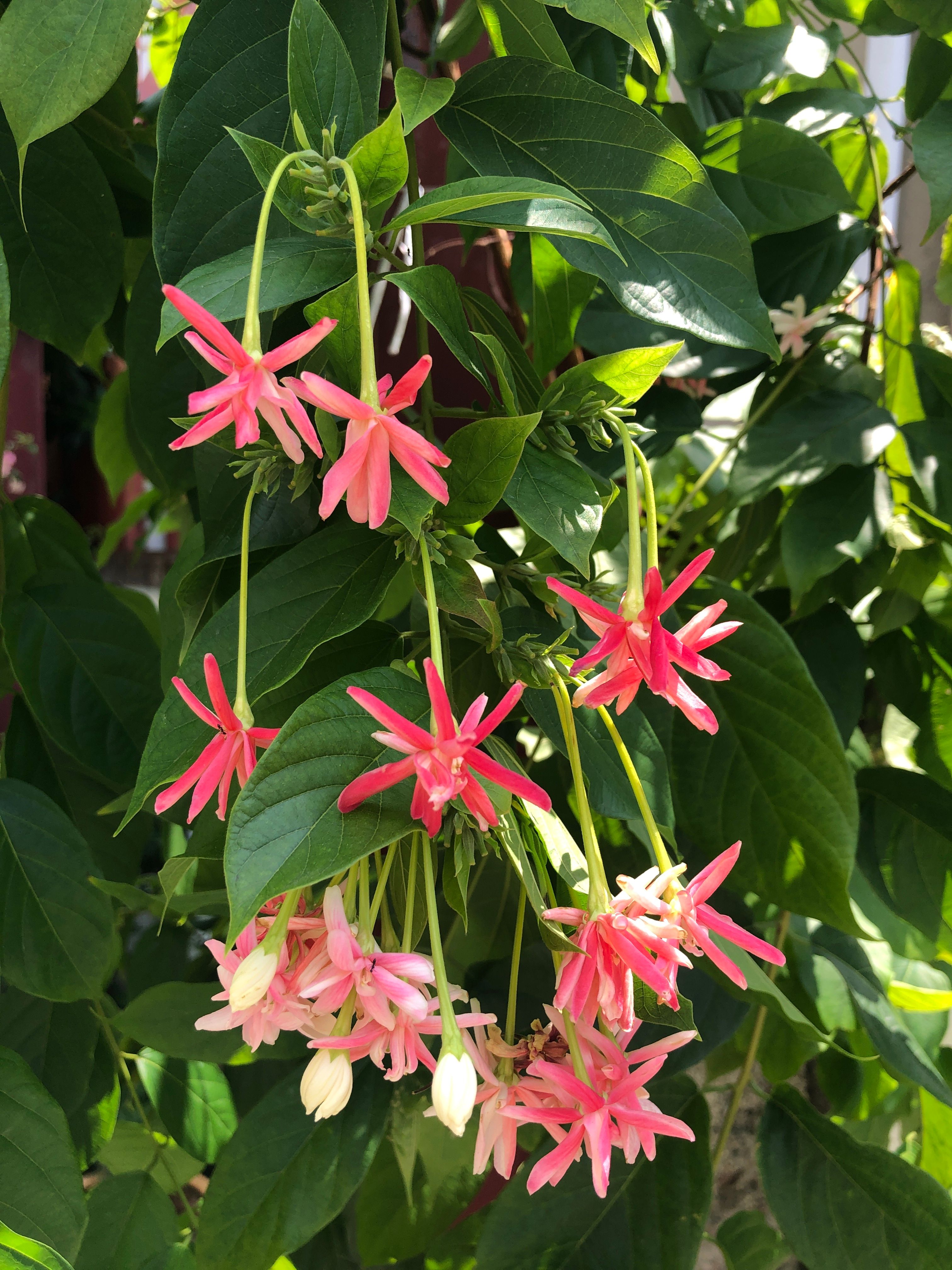 Vibrant Rangoon Creeper Blossoms in Sunlight · Free Stock Photo