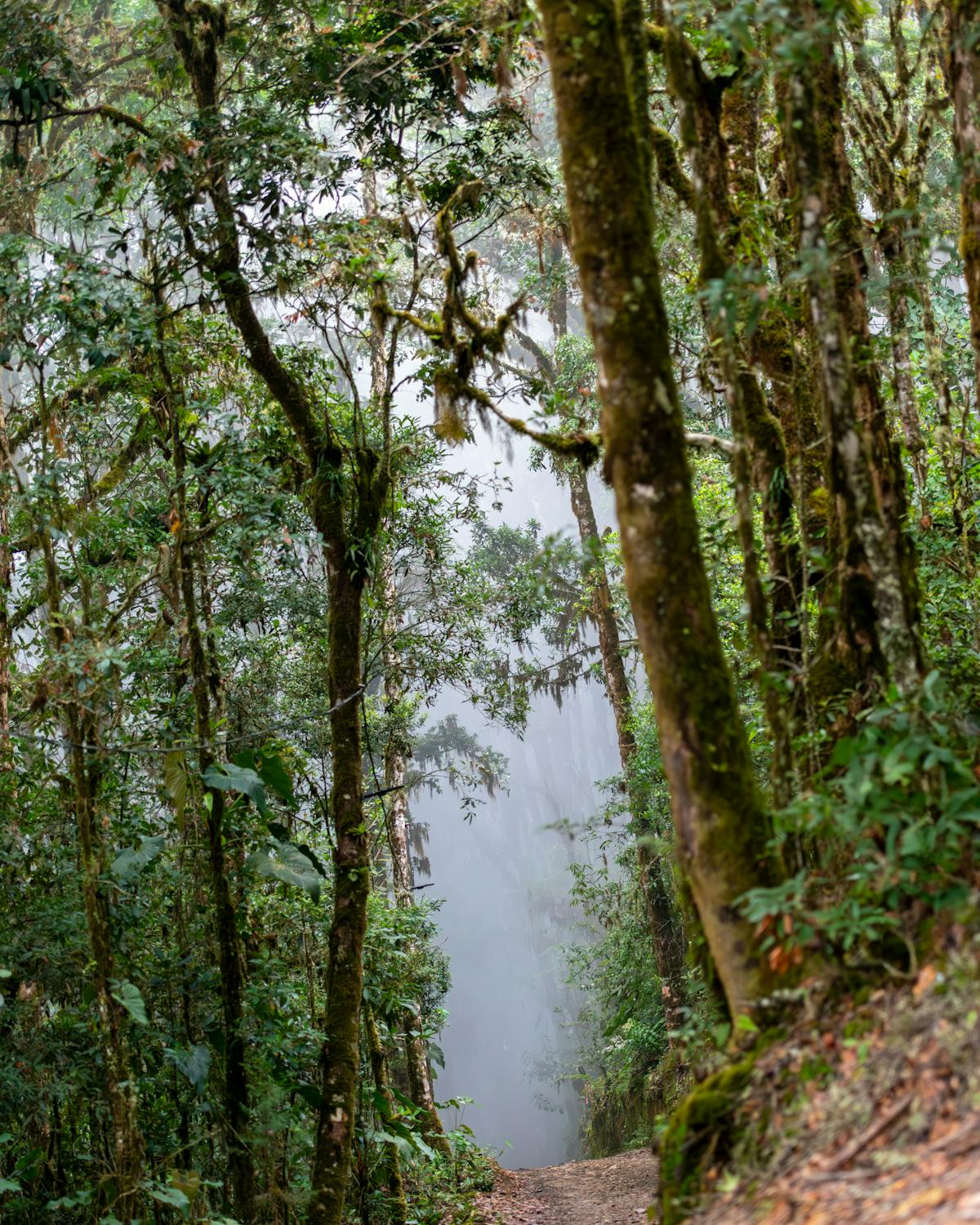 Tropical Rainforest Photos, Download The BEST Free Tropical Rainforest ...