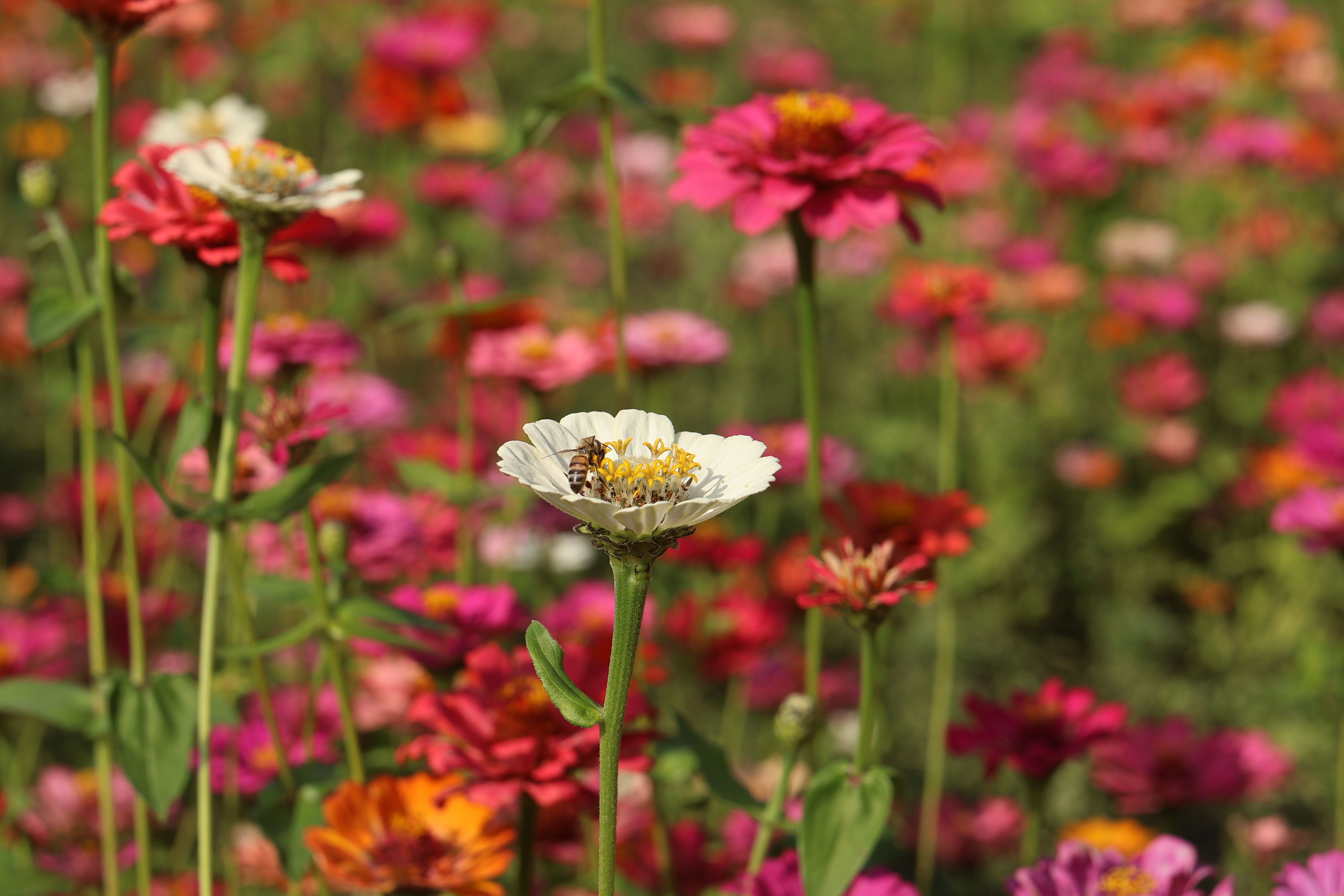 Vibrant Zinnia Field with Bee Pollination · Free Stock Photo