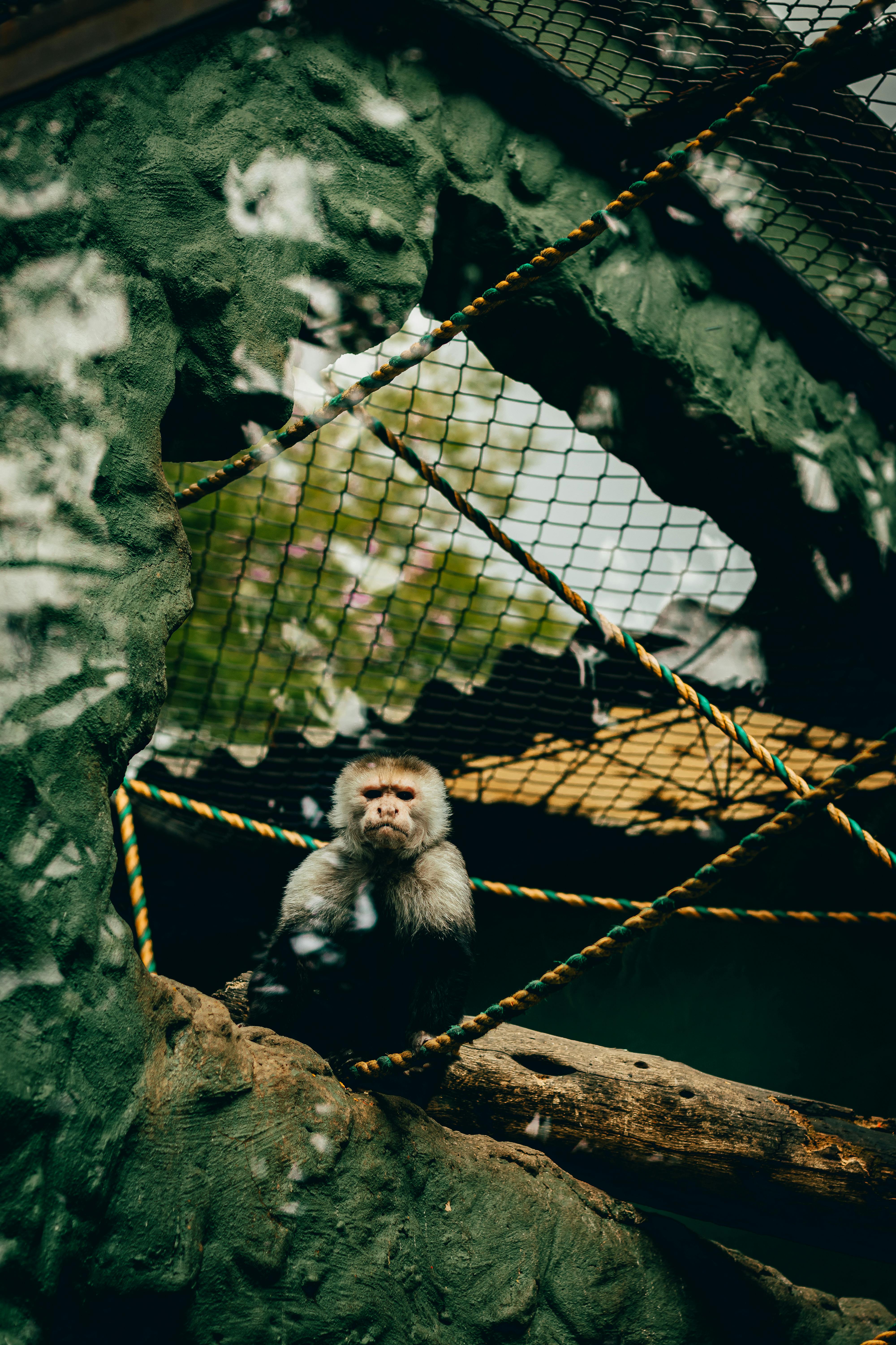 Capuchin Monkey in Naturalistic Zoo Habitat · Free Stock Photo