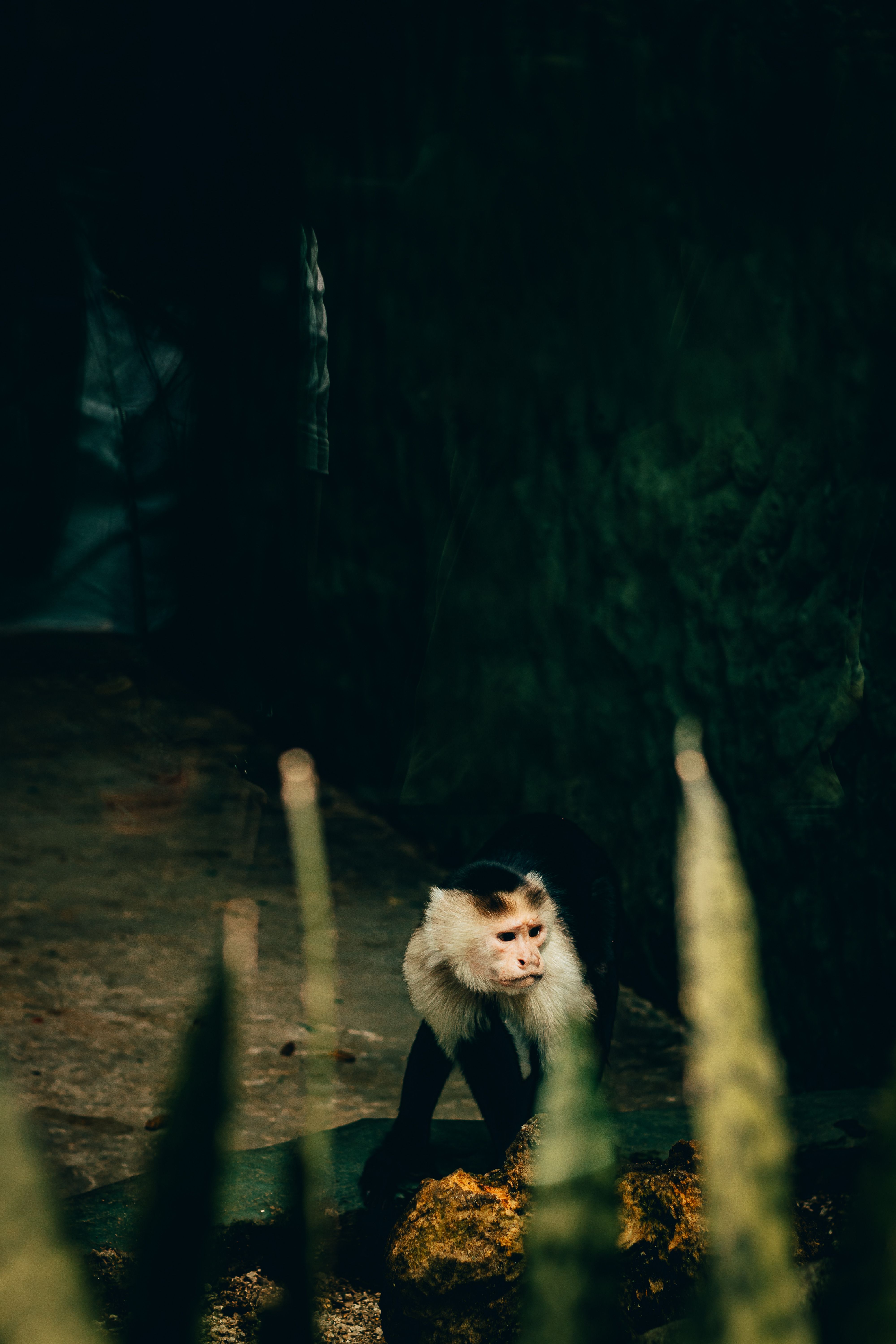 Capuchin Monkey in Dense Tropical Habitat · Free Stock Photo