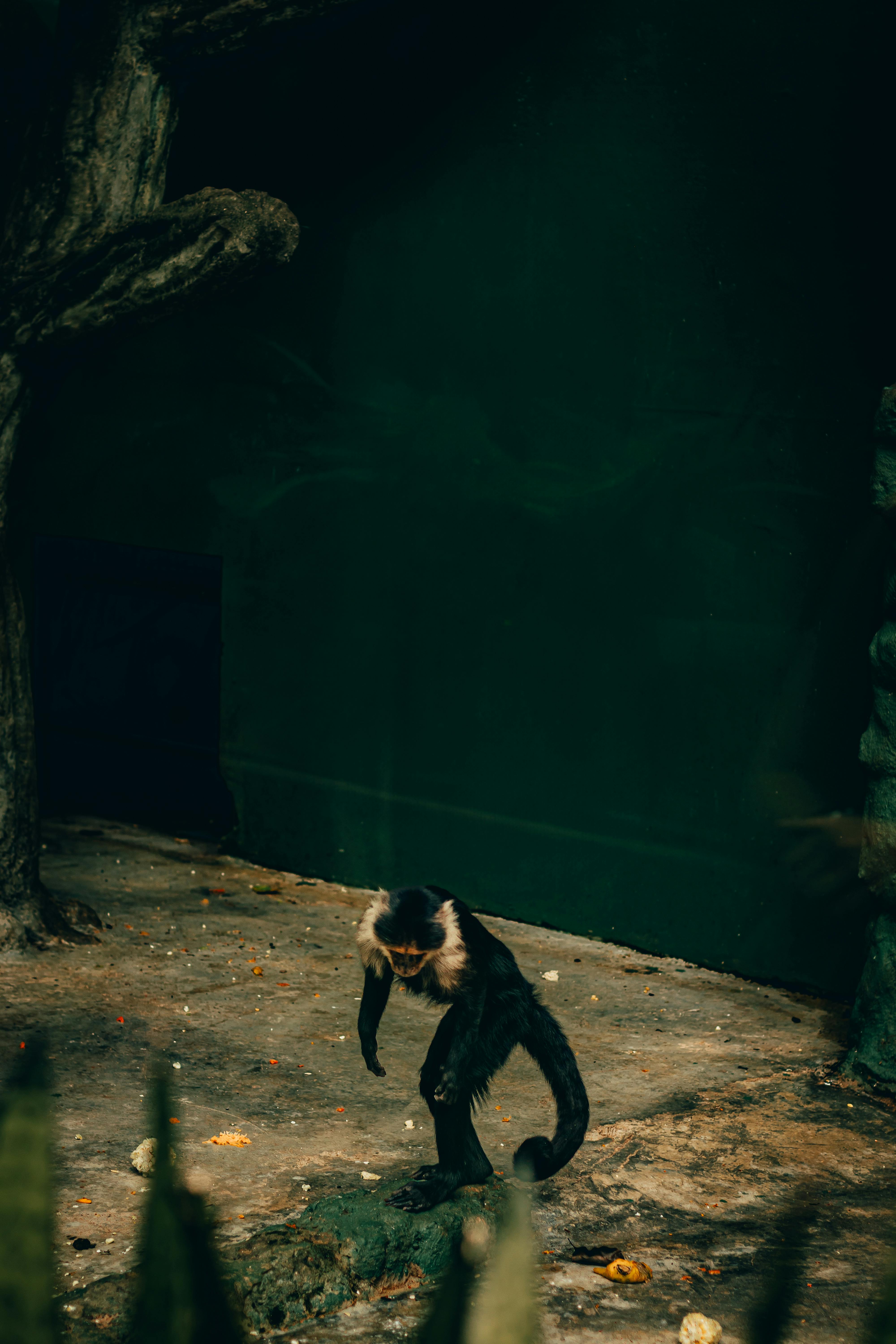 Capuchin Monkey in a Jungle Exhibit · Free Stock Photo