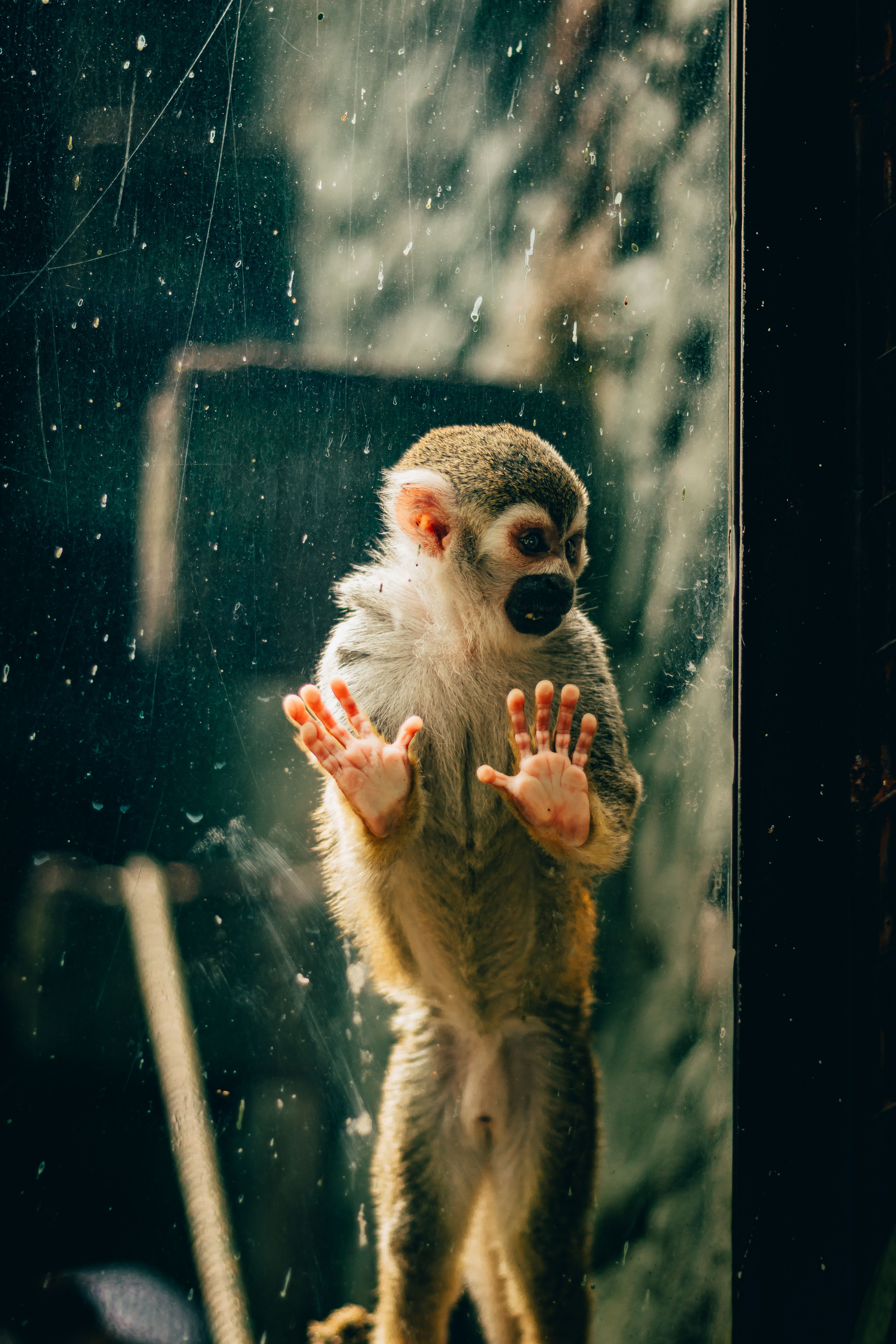Adorable Squirrel Monkey at Zoo on Glass Window · Free Stock Photo