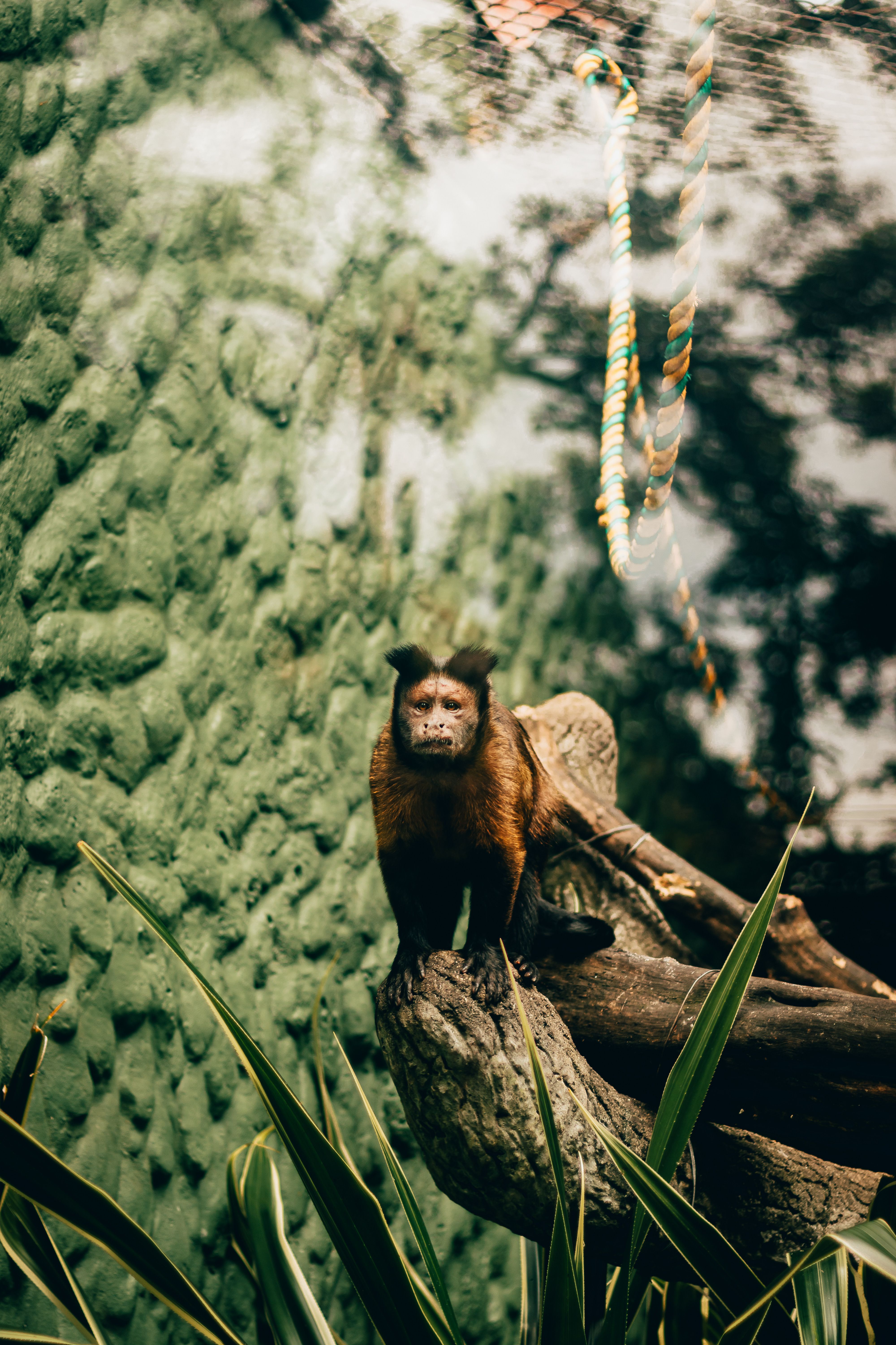 Capuchin Monkey on Tree Branch in Zoo Exhibit · Free Stock Photo