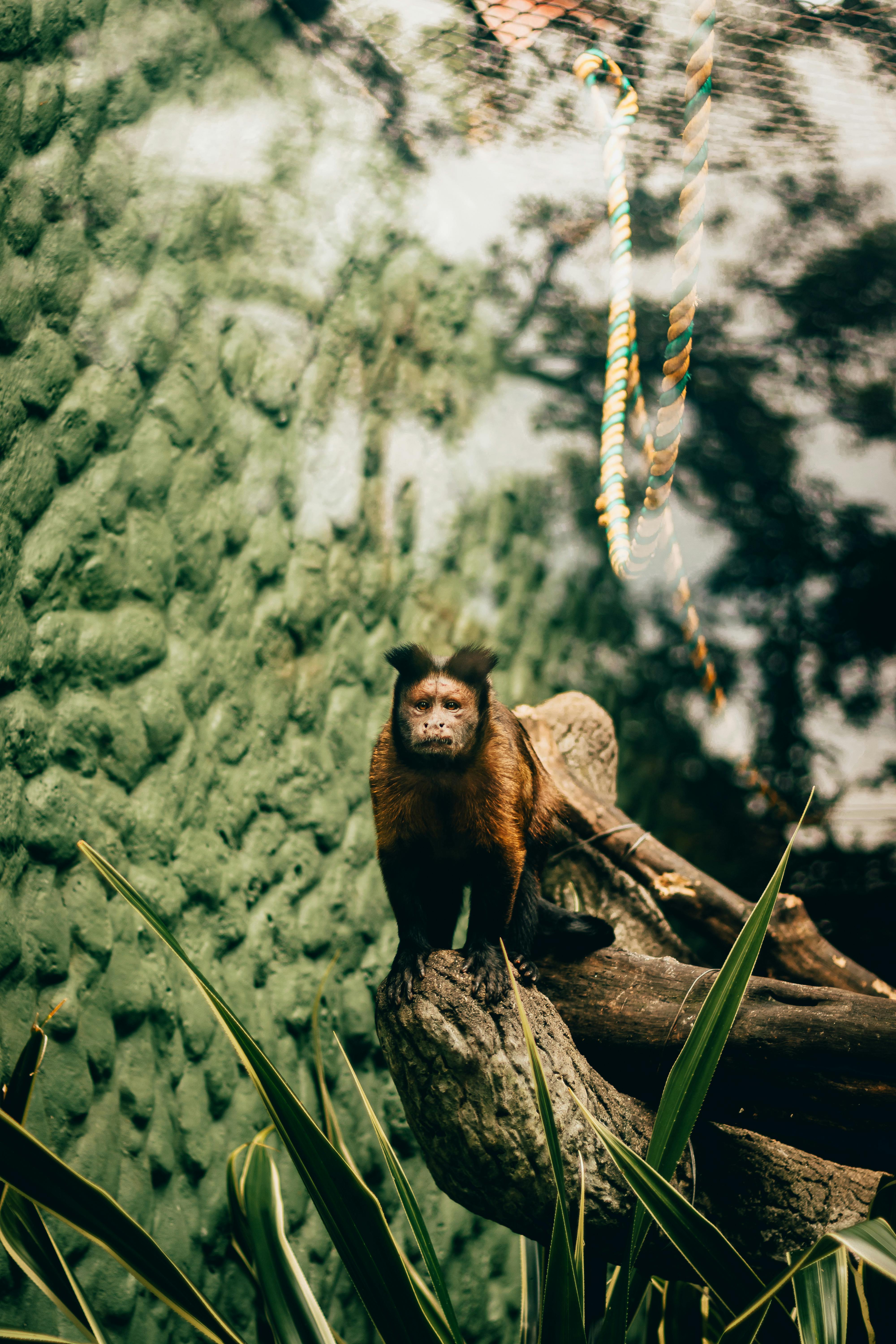 Capuchin Monkey on Tree Branch in Zoo Exhibit · Free Stock Photo