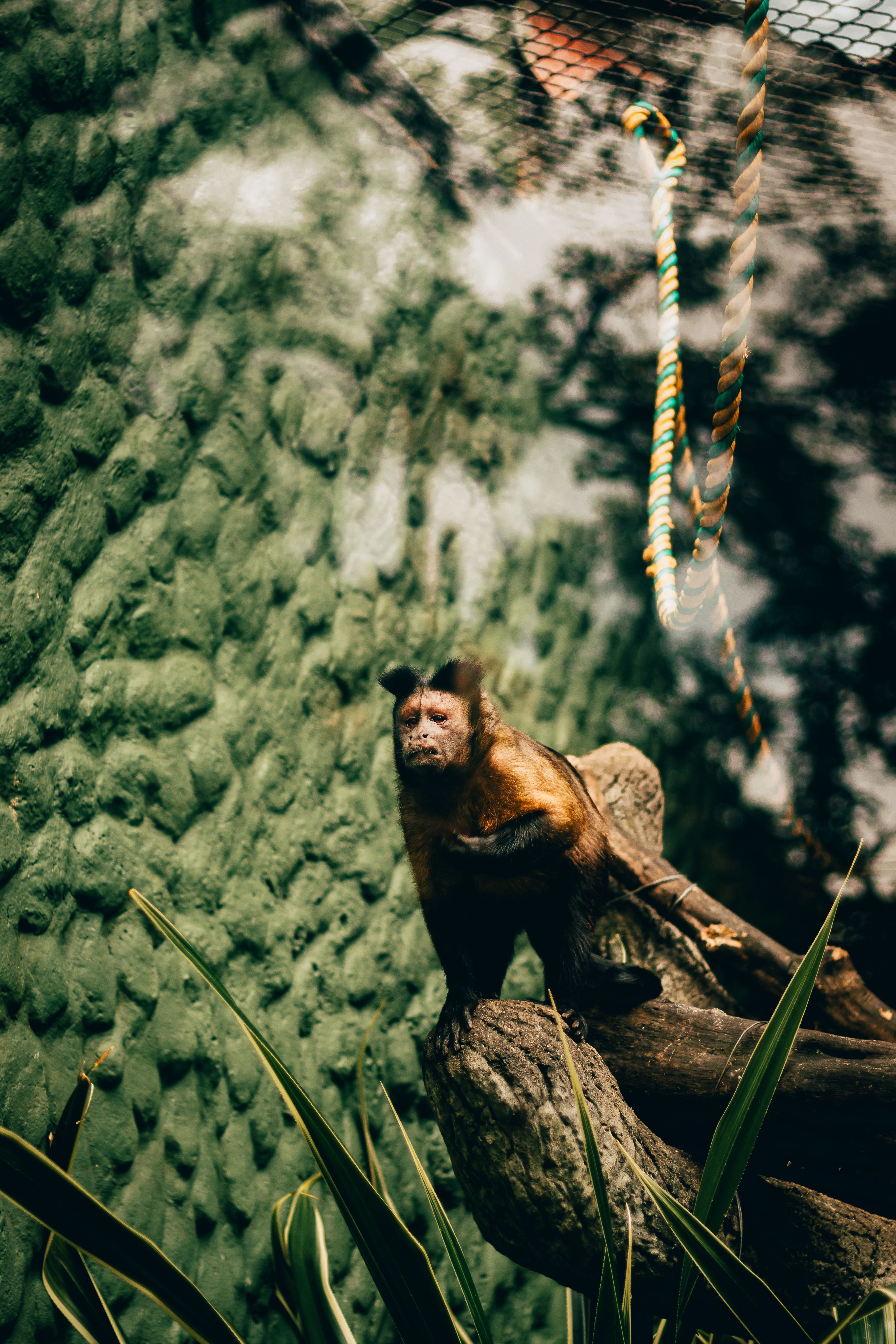 Capuchin Monkey in Natural Habitat at Zoo · Free Stock Photo