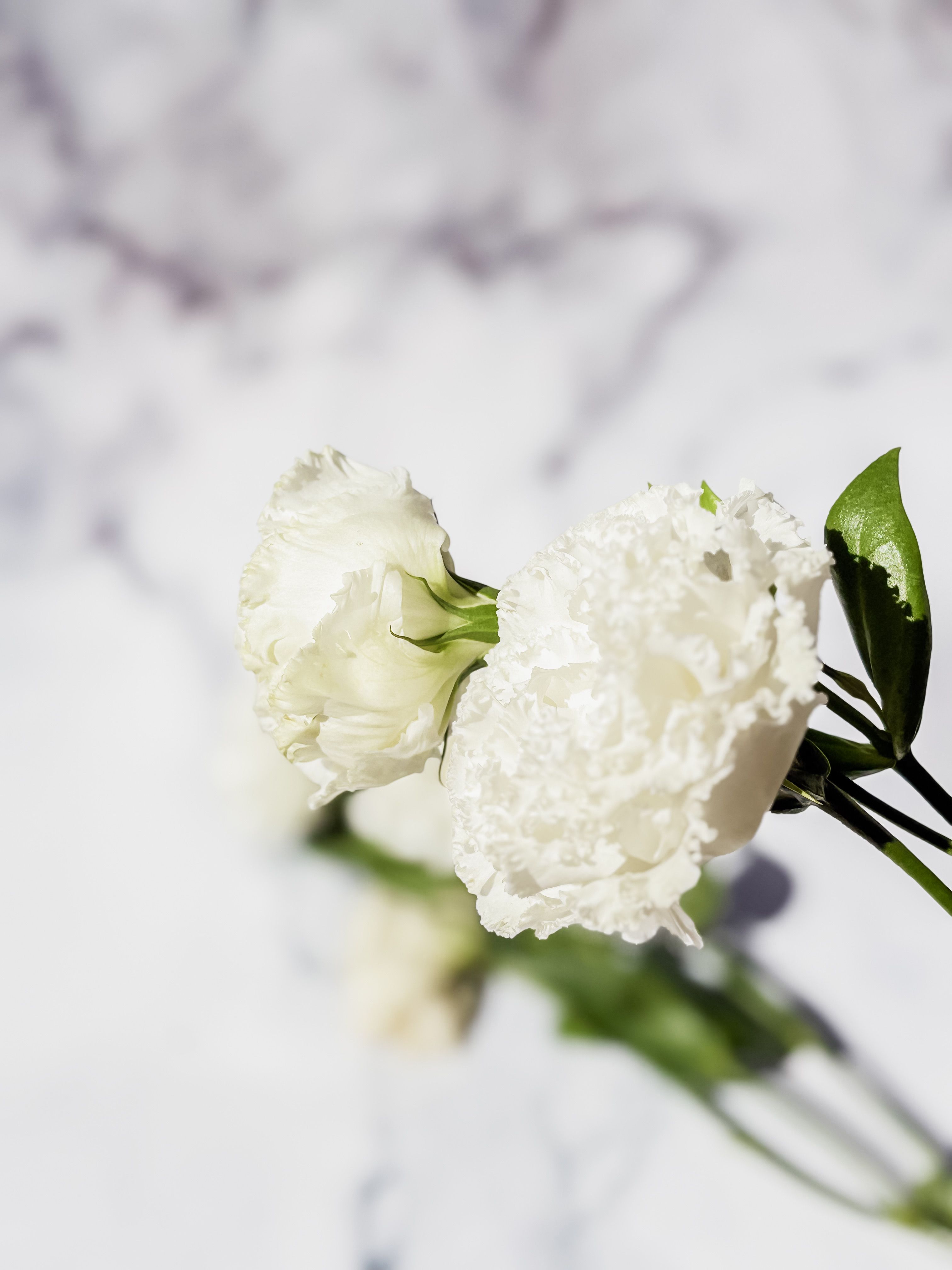 Close-Up of White Carnation Flowers in Sunlight · Free Stock Photo