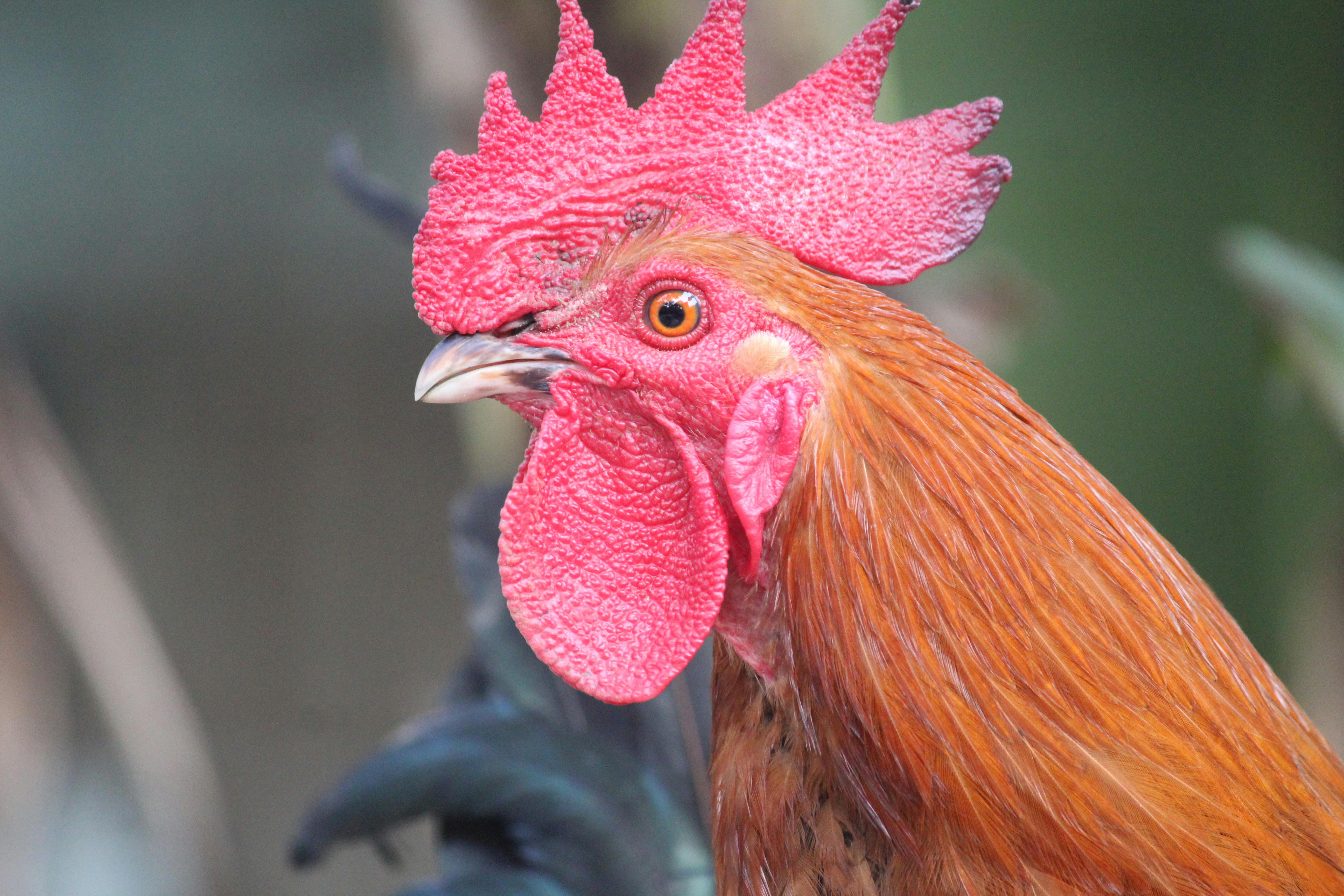 Chicken Eye Photos, Download The BEST Free Chicken Eye Stock Photos ...