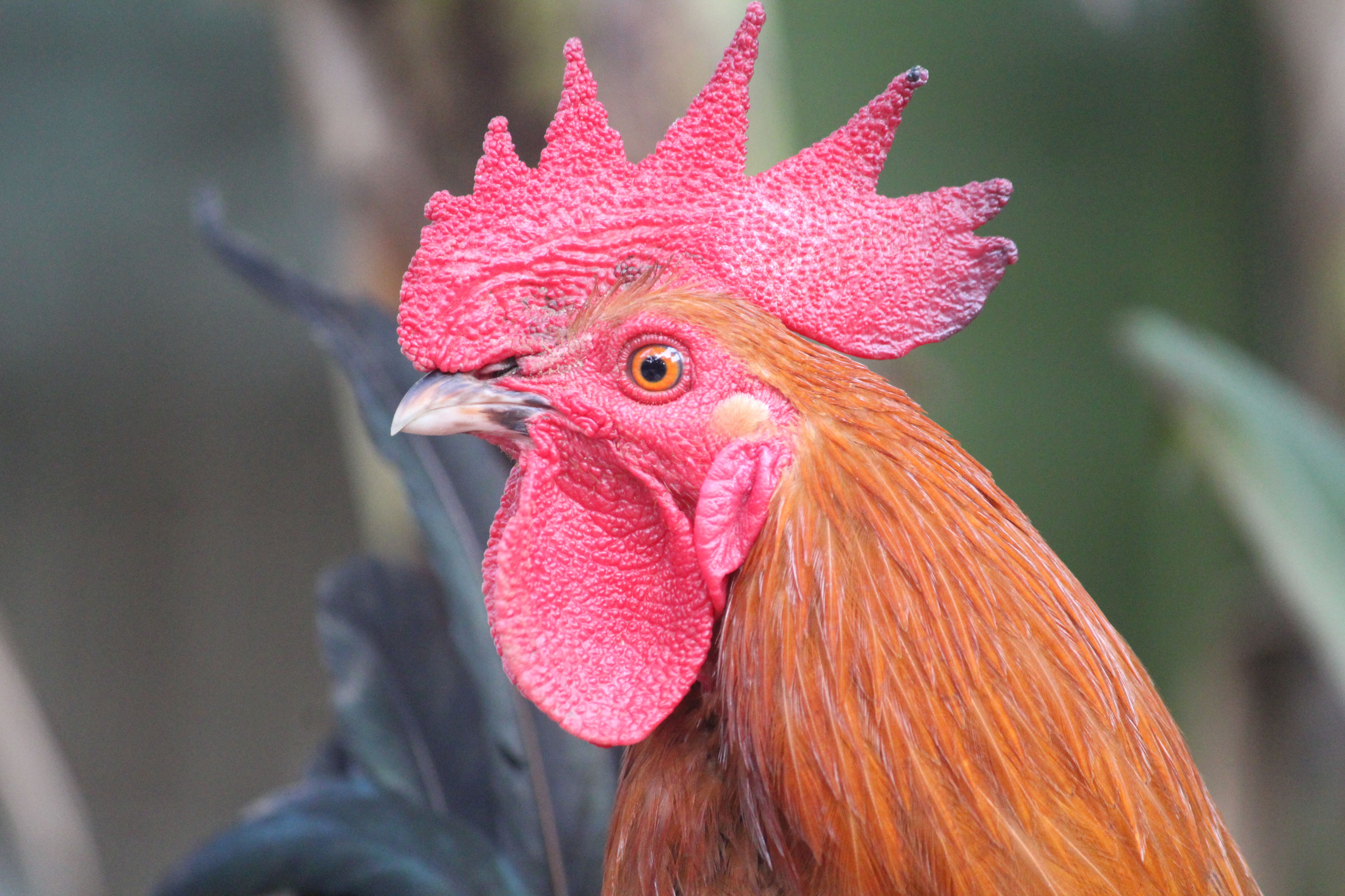 Rooster Outdoors Photos, Download The BEST Free Rooster Outdoors Stock ...