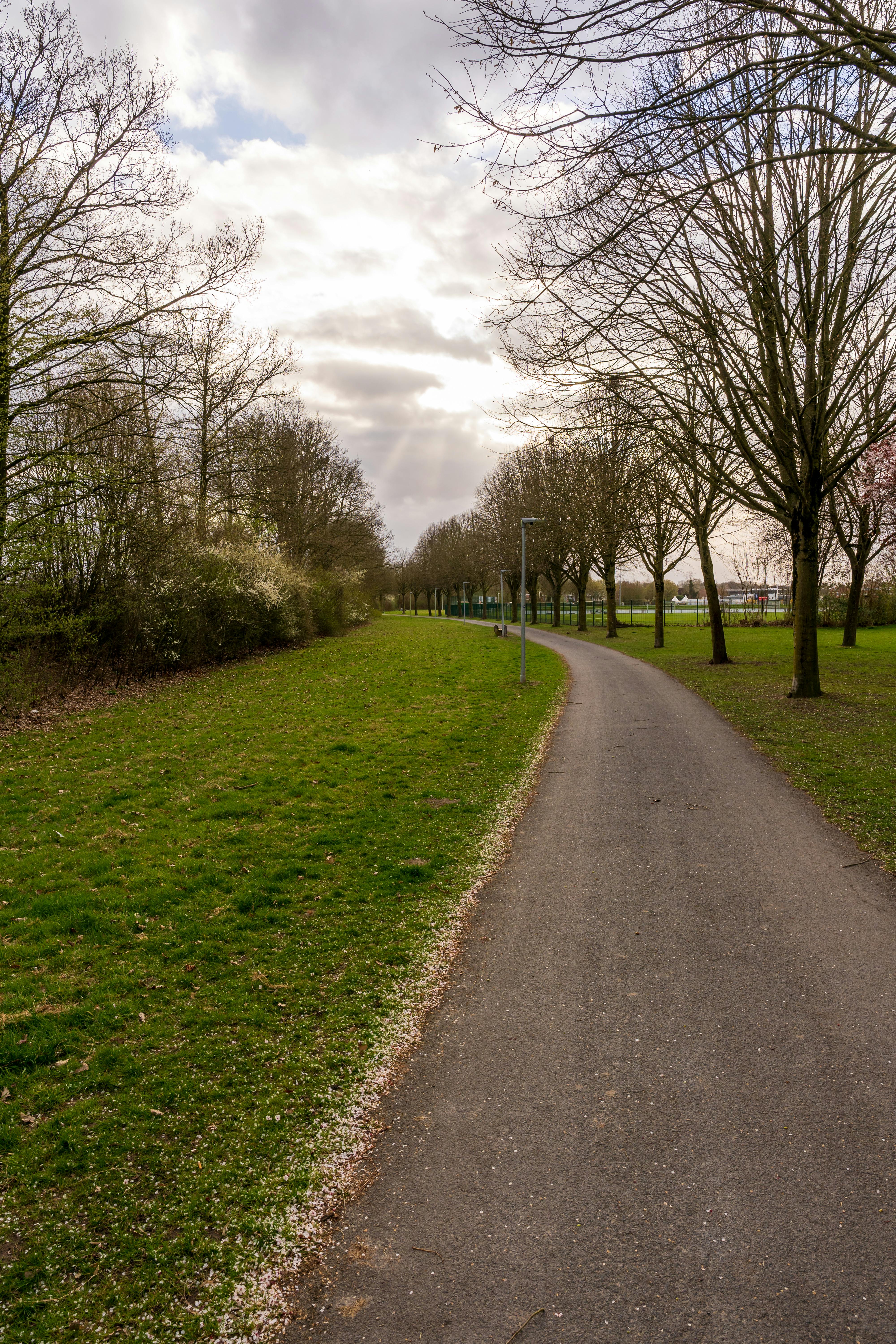Serene Spring Pathway Lined with Trees · Free Stock Photo