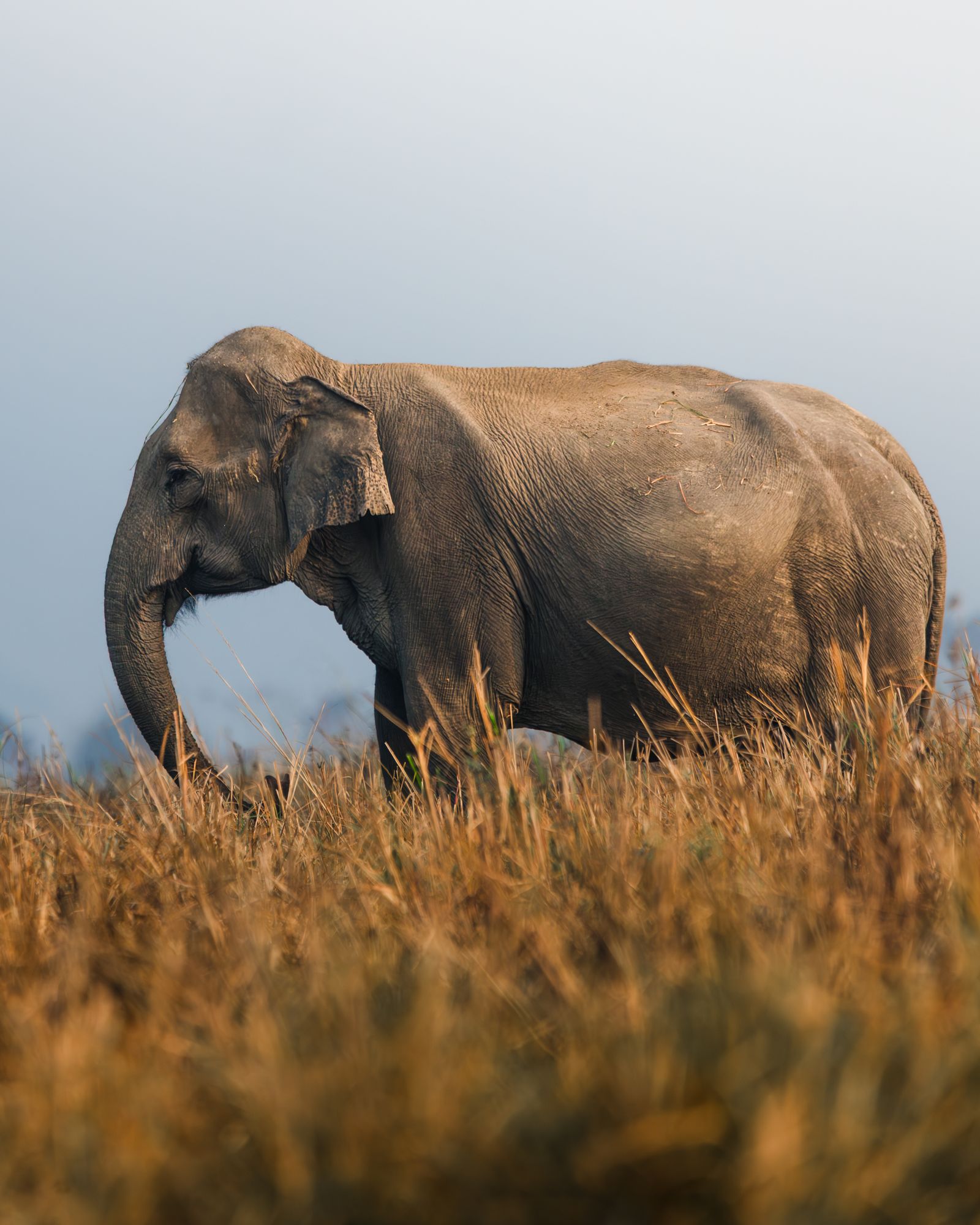 Elephant Side View Photos, Download The BEST Free Elephant Side View ...