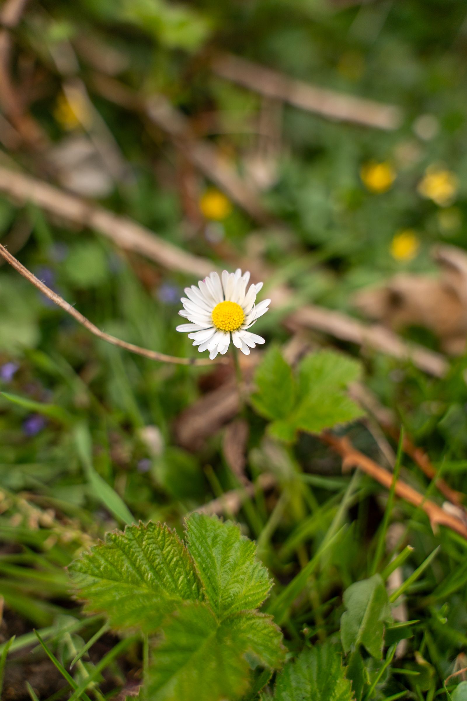Flower Landscape Photos, Download The BEST Free Flower Landscape Stock ...