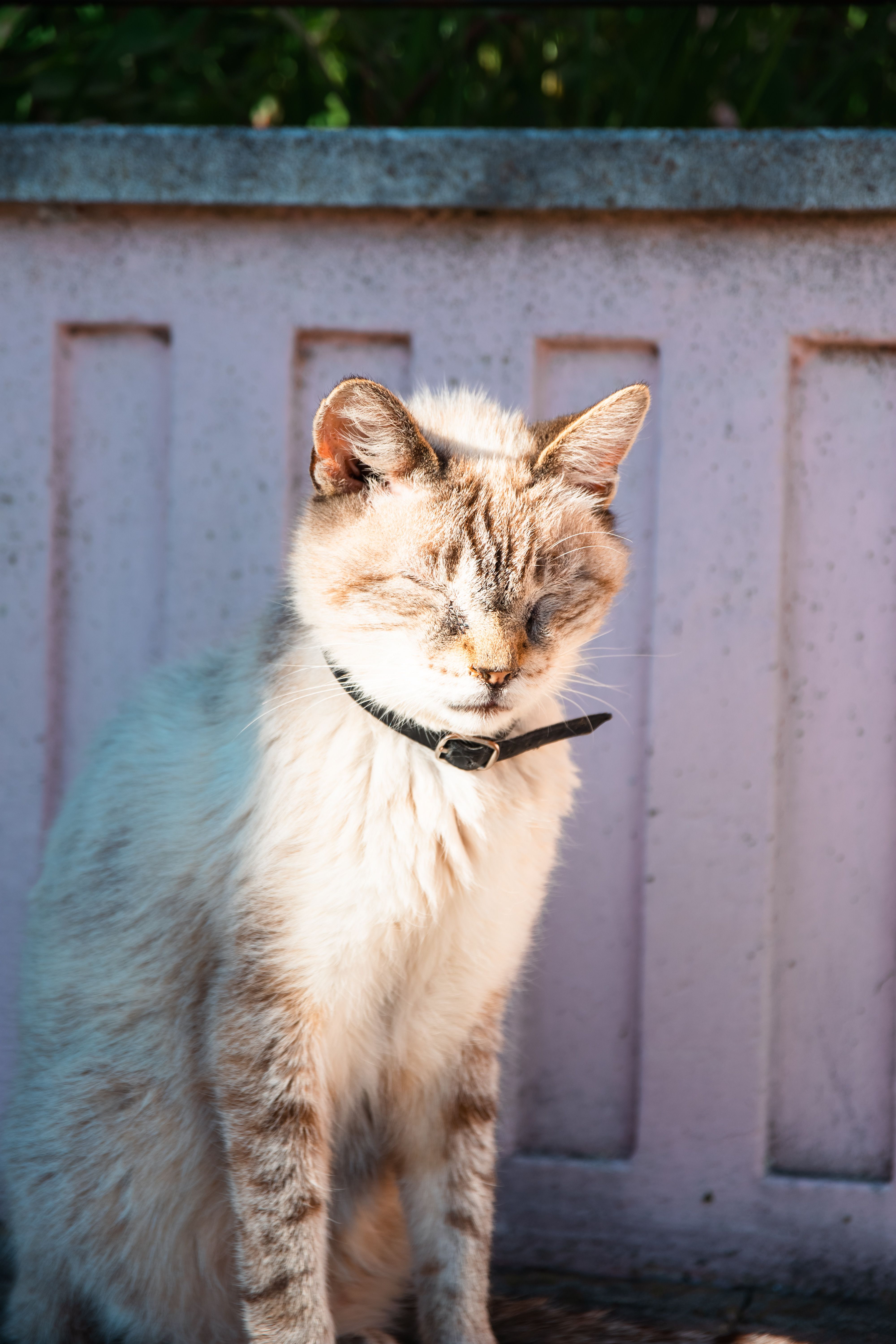 Cat, Spring Photos, Download The BEST Free Cat, Spring Stock Photos ...
