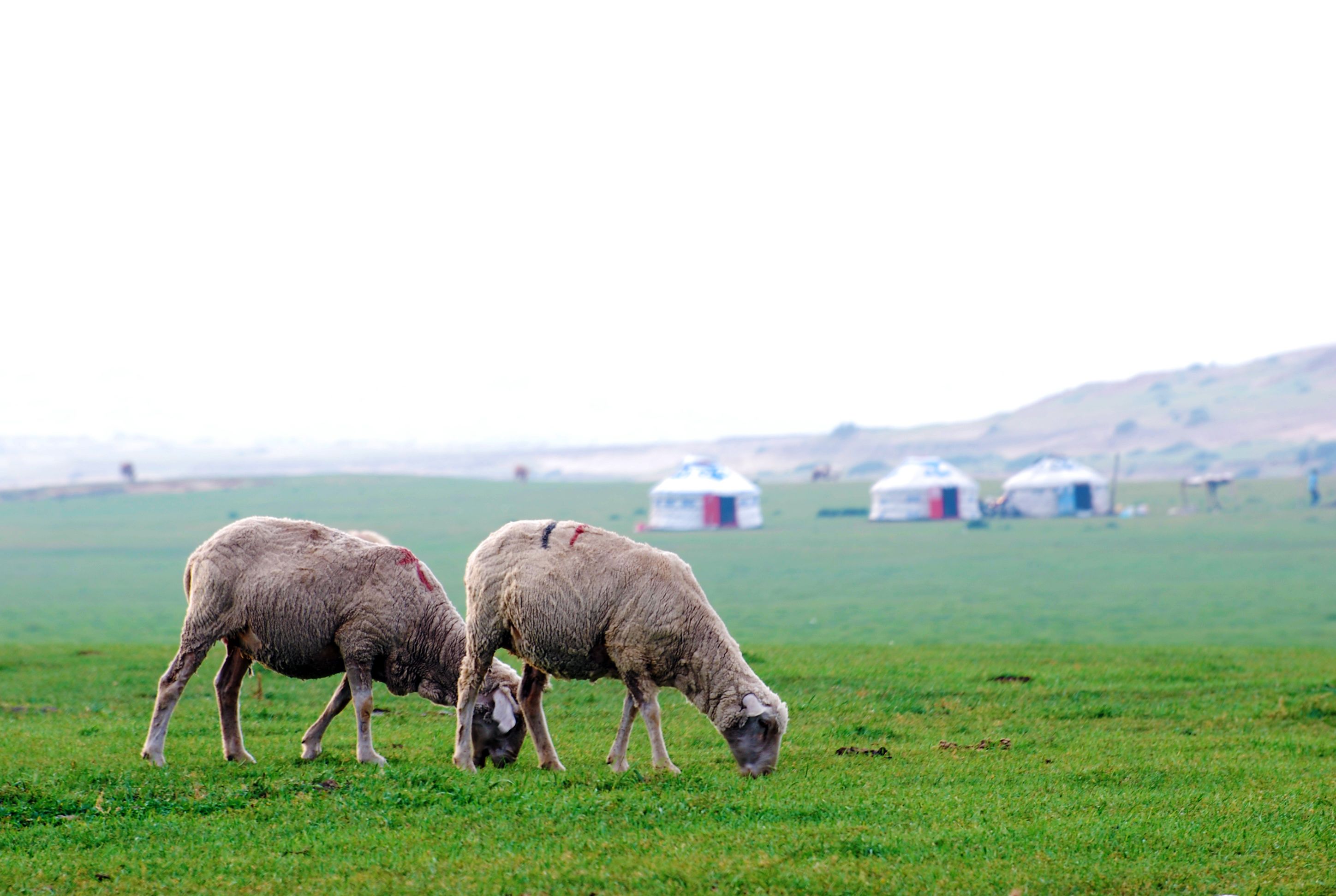 Grazing Sheep in Mongolian Steppe with Yurts · Free Stock Photo