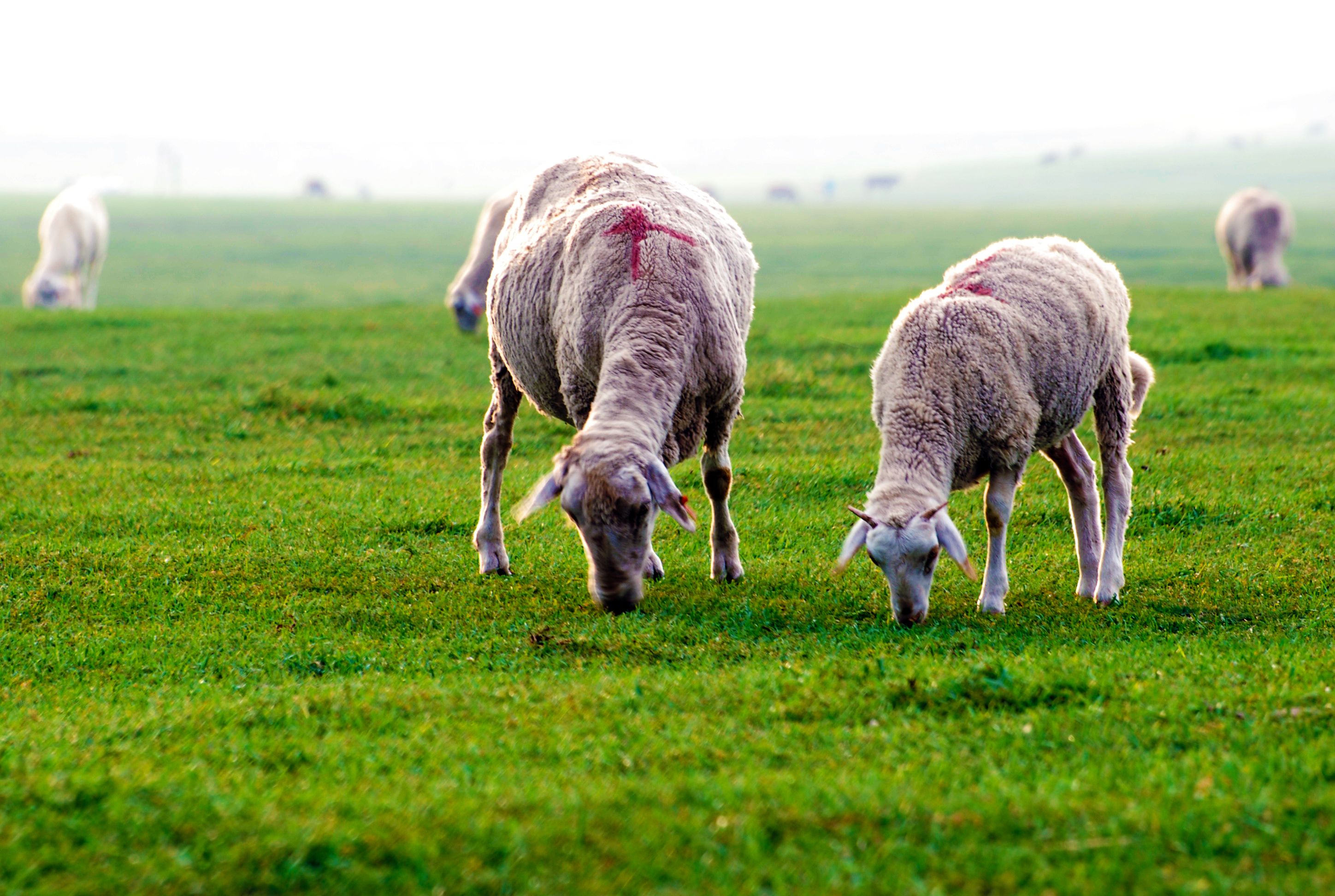 Grazing Sheep on Misty Green Pasture · Free Stock Photo