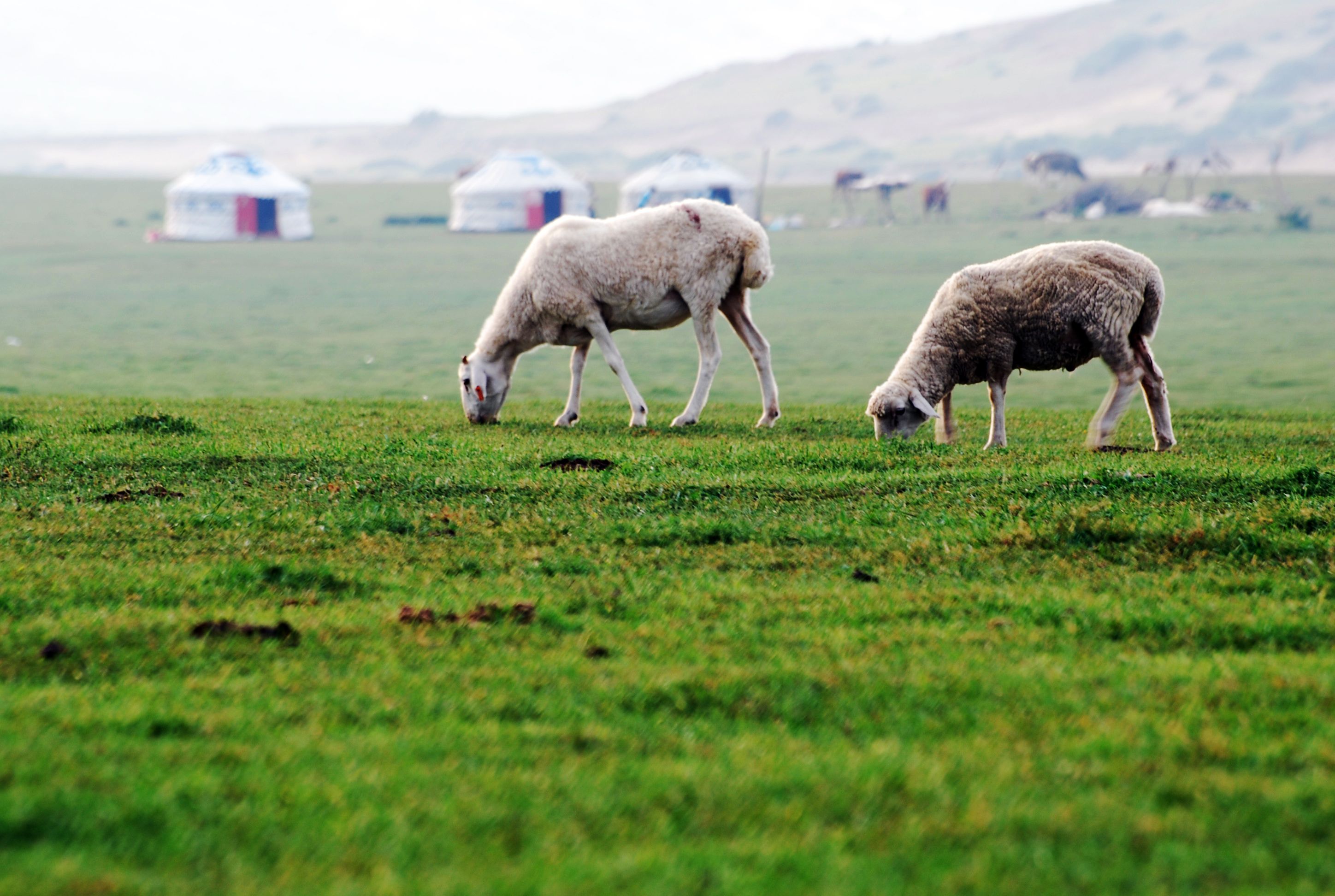 Sheep Grazing on Green Plains with Yurts Background · Free Stock Photo