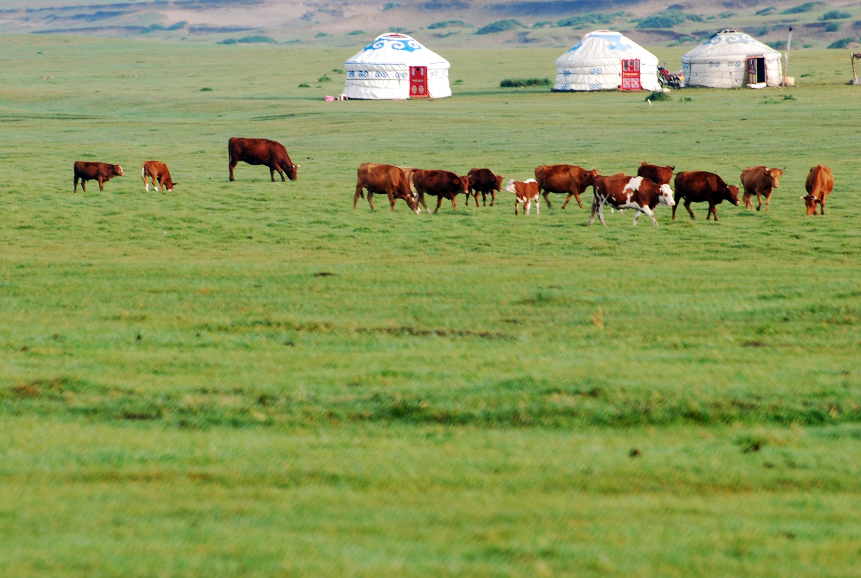 Mongolian Landscape with Grazing Cattle and Yurts · Free Stock Photo