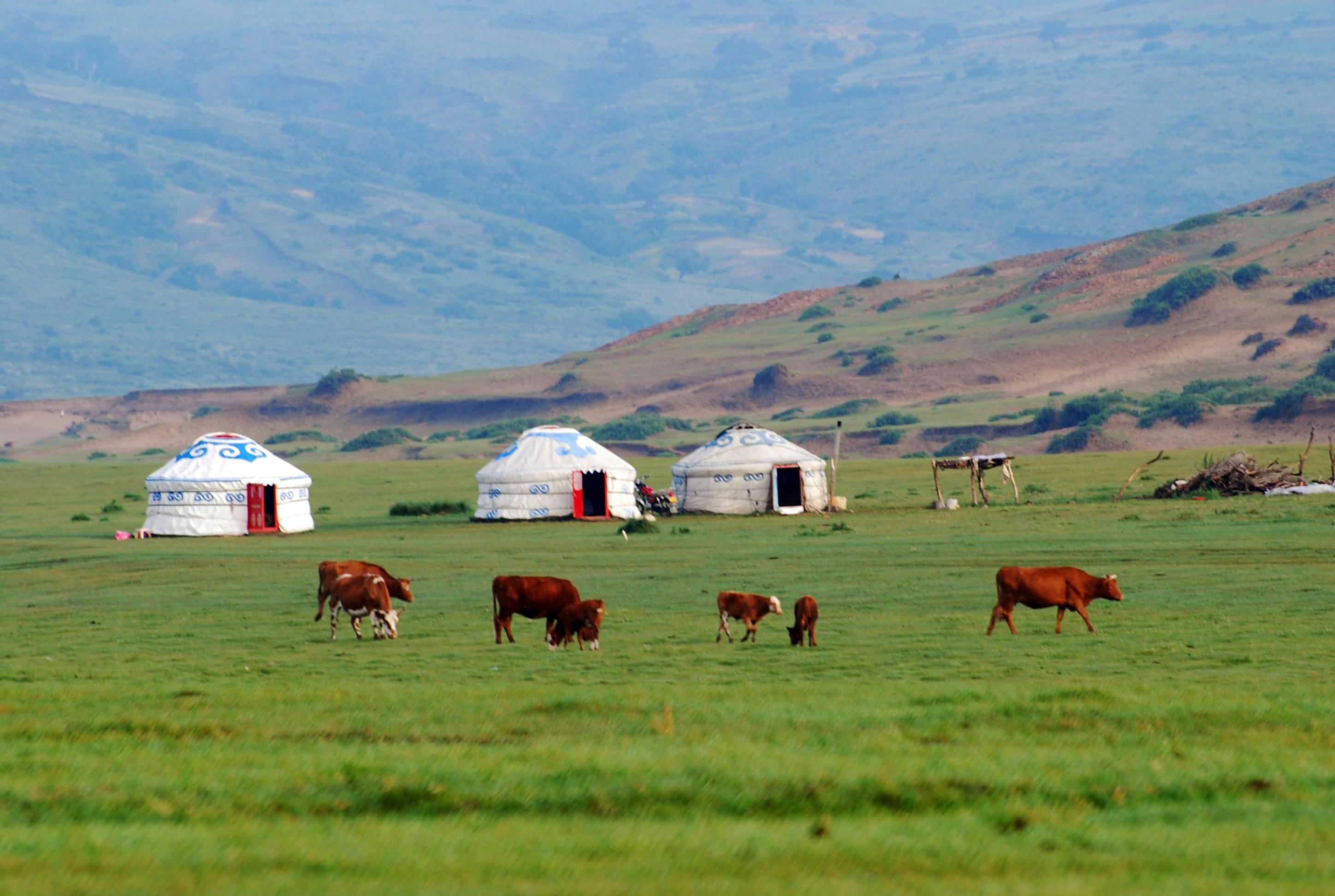 Pasture Landscape with Yurts and Grazing Cows · Free Stock Photo