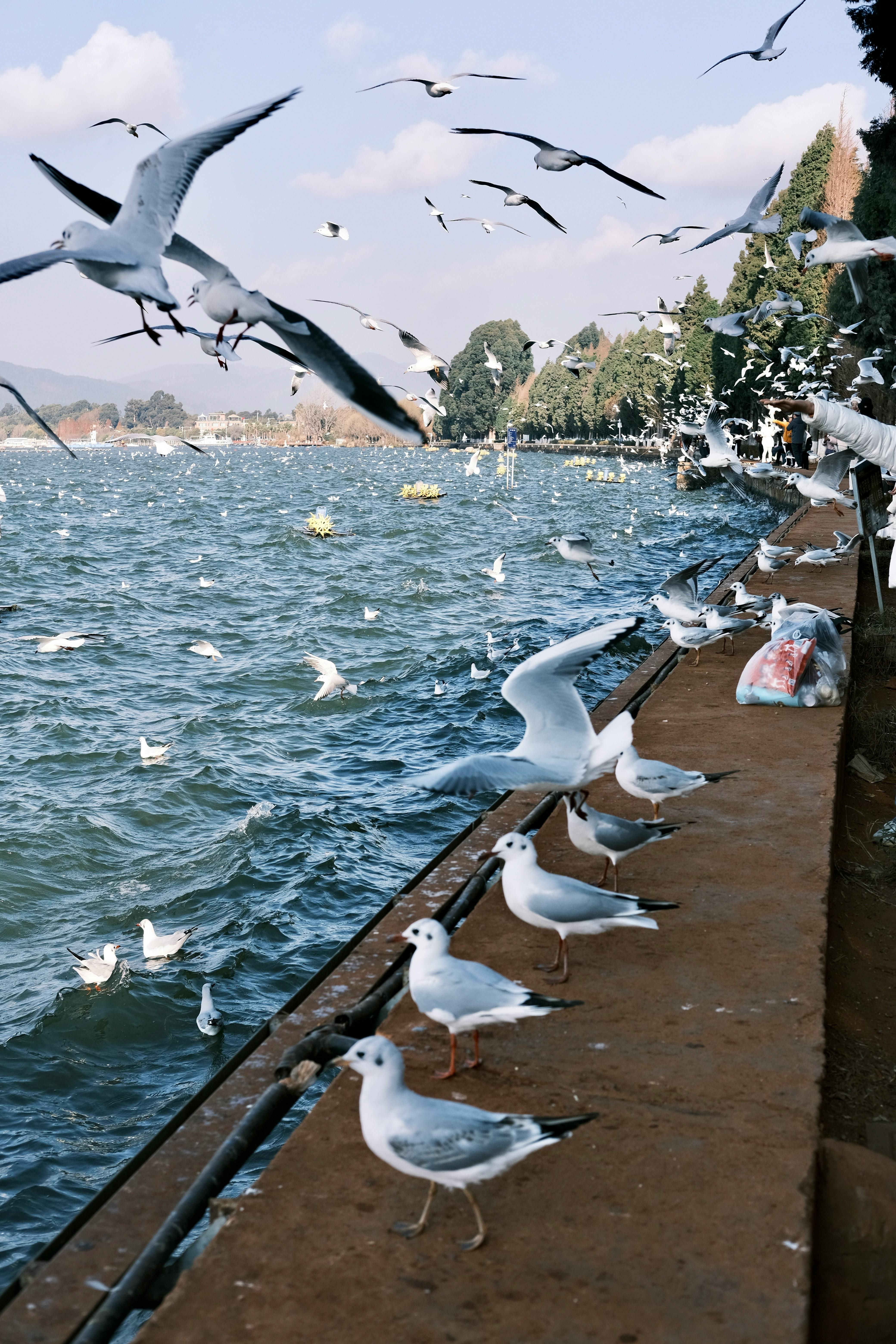 Seagulls Flocking by the Waterfront · Free Stock Photo