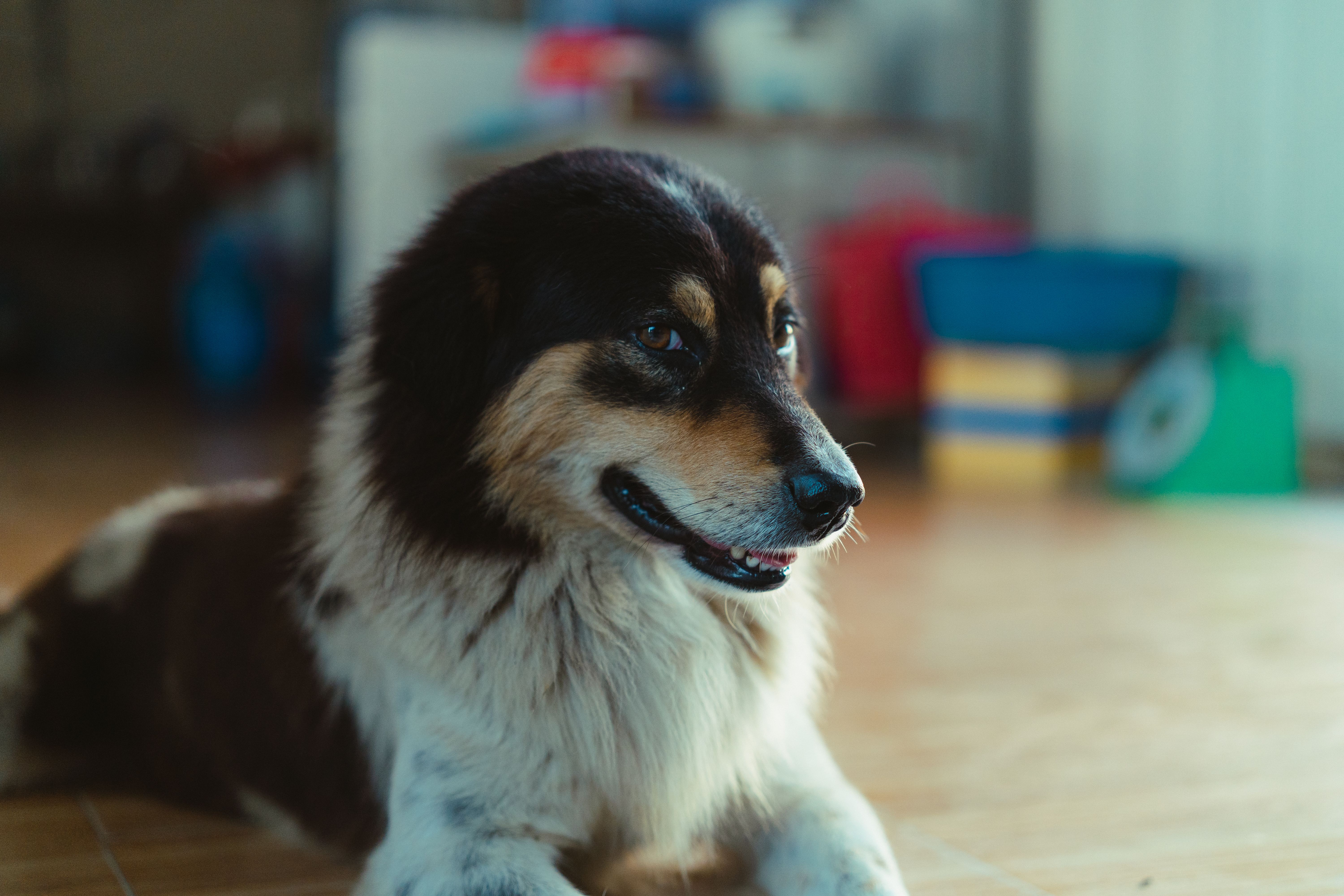 Portrait of a Relaxed Dog Indoors · Free Stock Photo