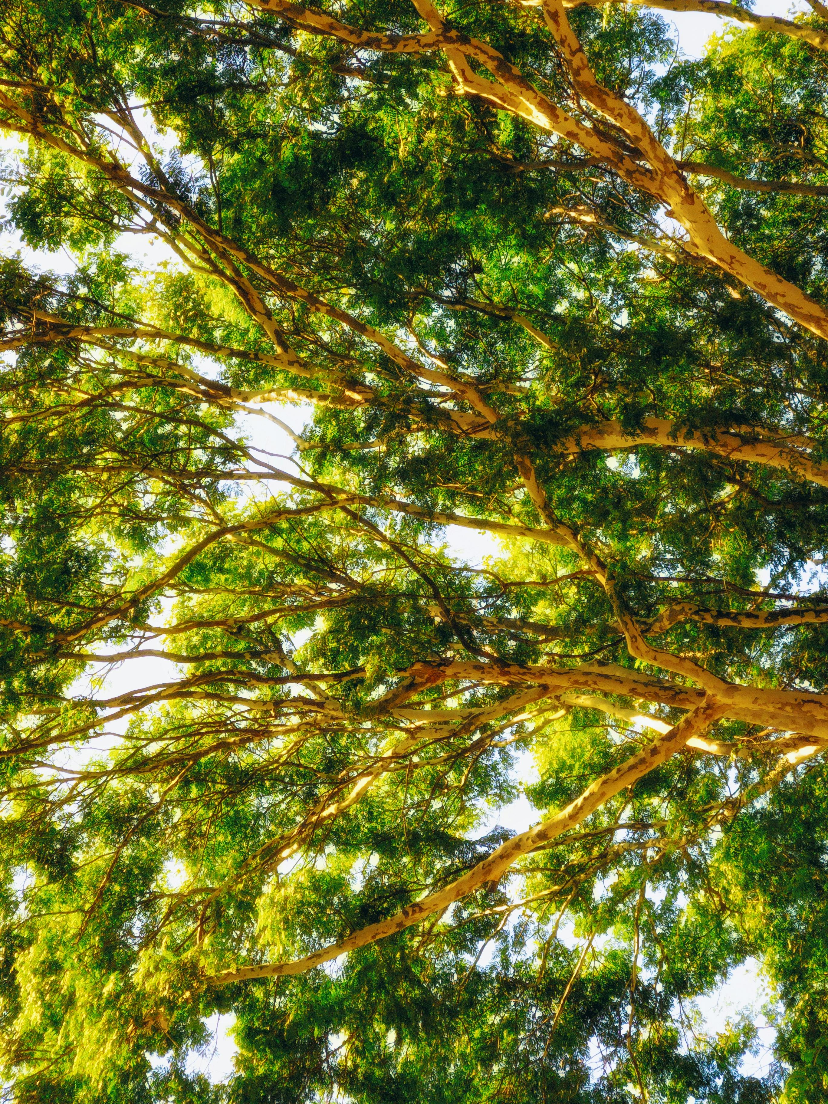 Tropical Deciduous Forests(monsoon Forests): Photos, Download The BEST ...