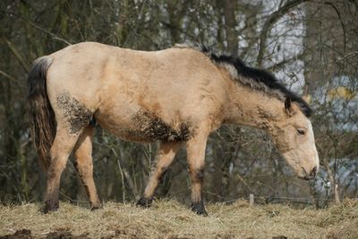 A Guide to Understanding Types of Horse Colors and Patterns