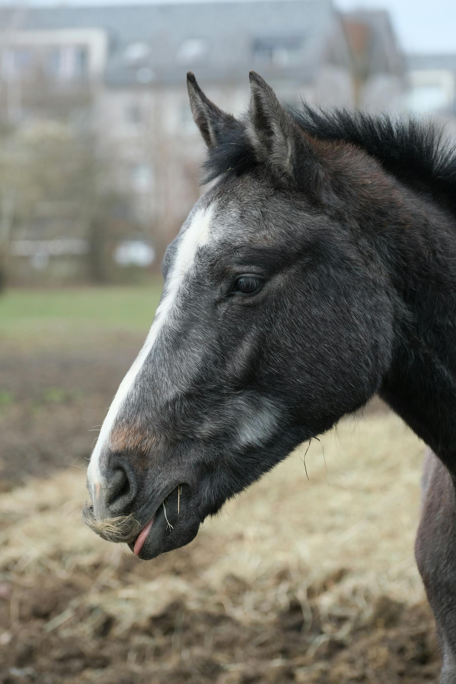 Horse Side Profile Photos, Download The BEST Free Horse Side Profile Stock Photos & HD Images