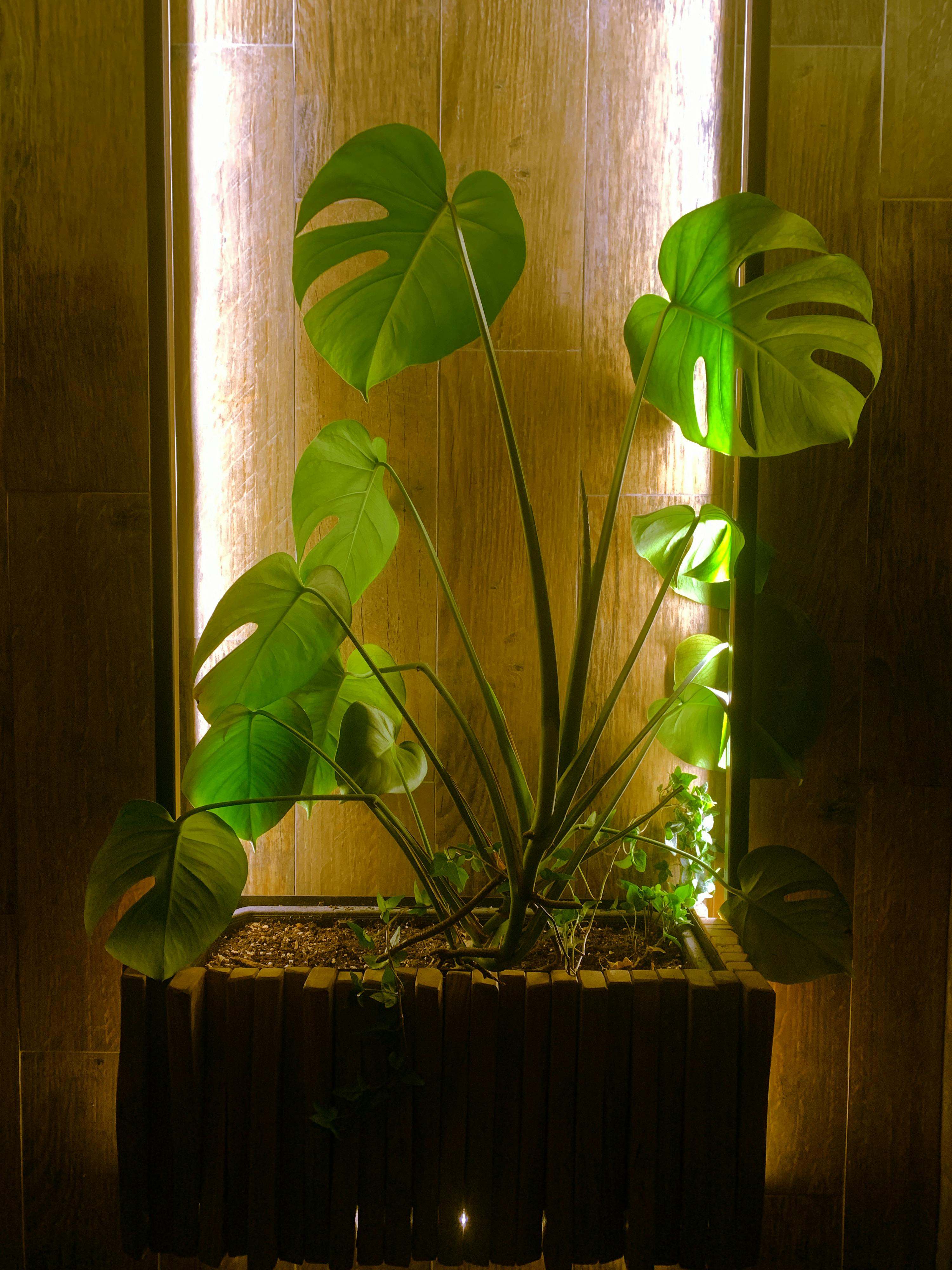 Beautiful Monstera Plant in Artistic Lighting · Free Stock Photo