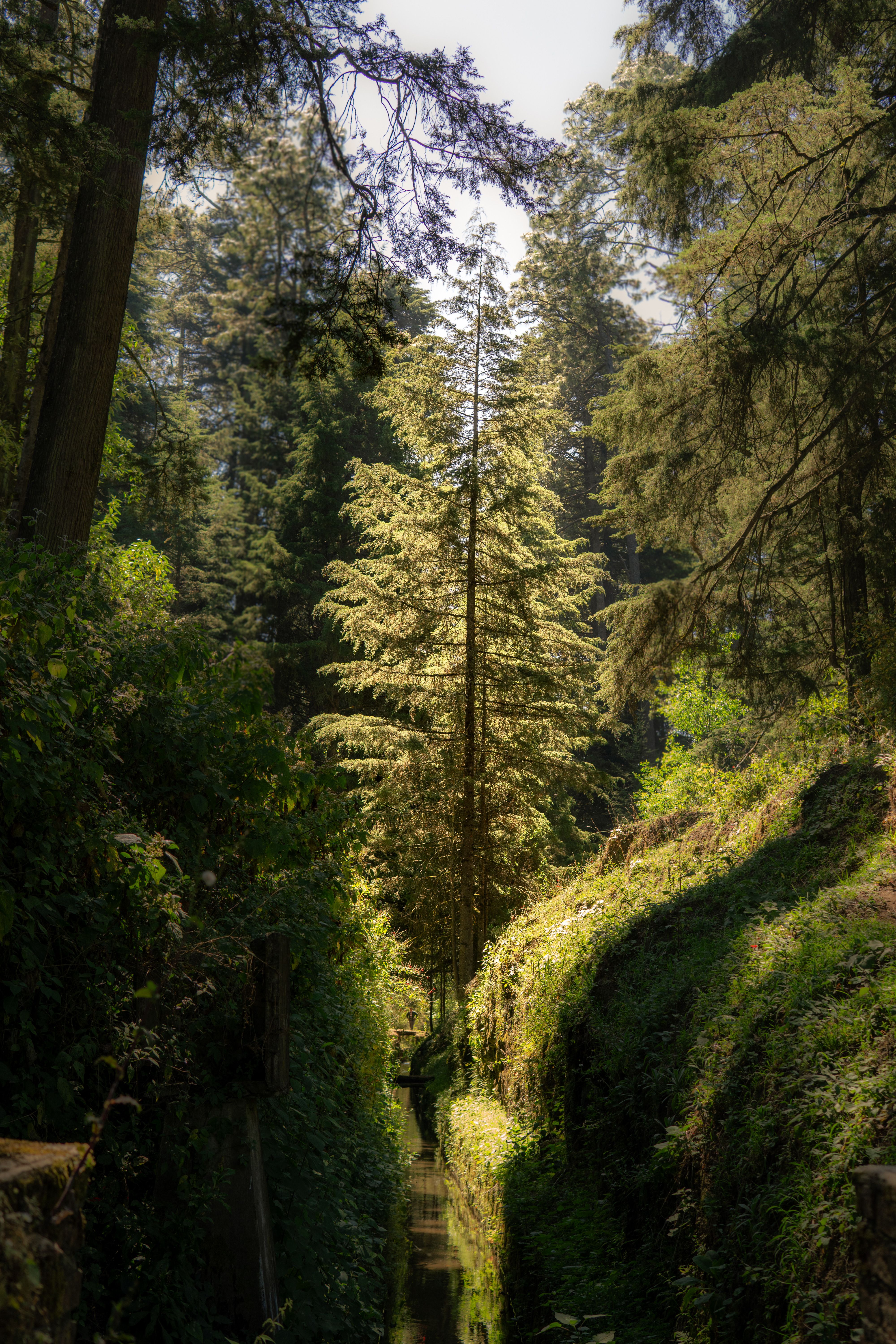 Sunlight requirements for plants