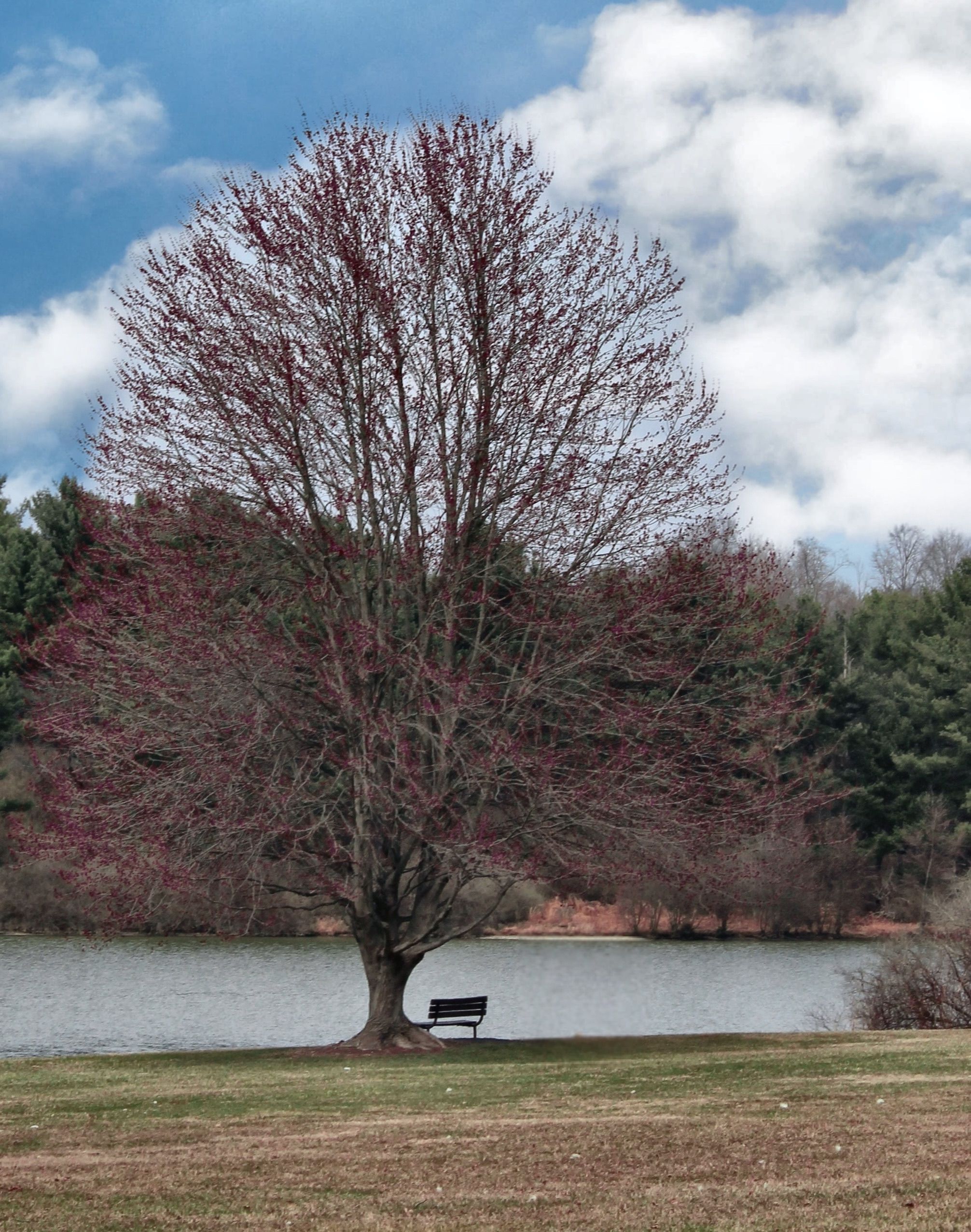 Paisaje Sereno Del Parque Con Un árbol Majestuoso · Foto de stock gratuita