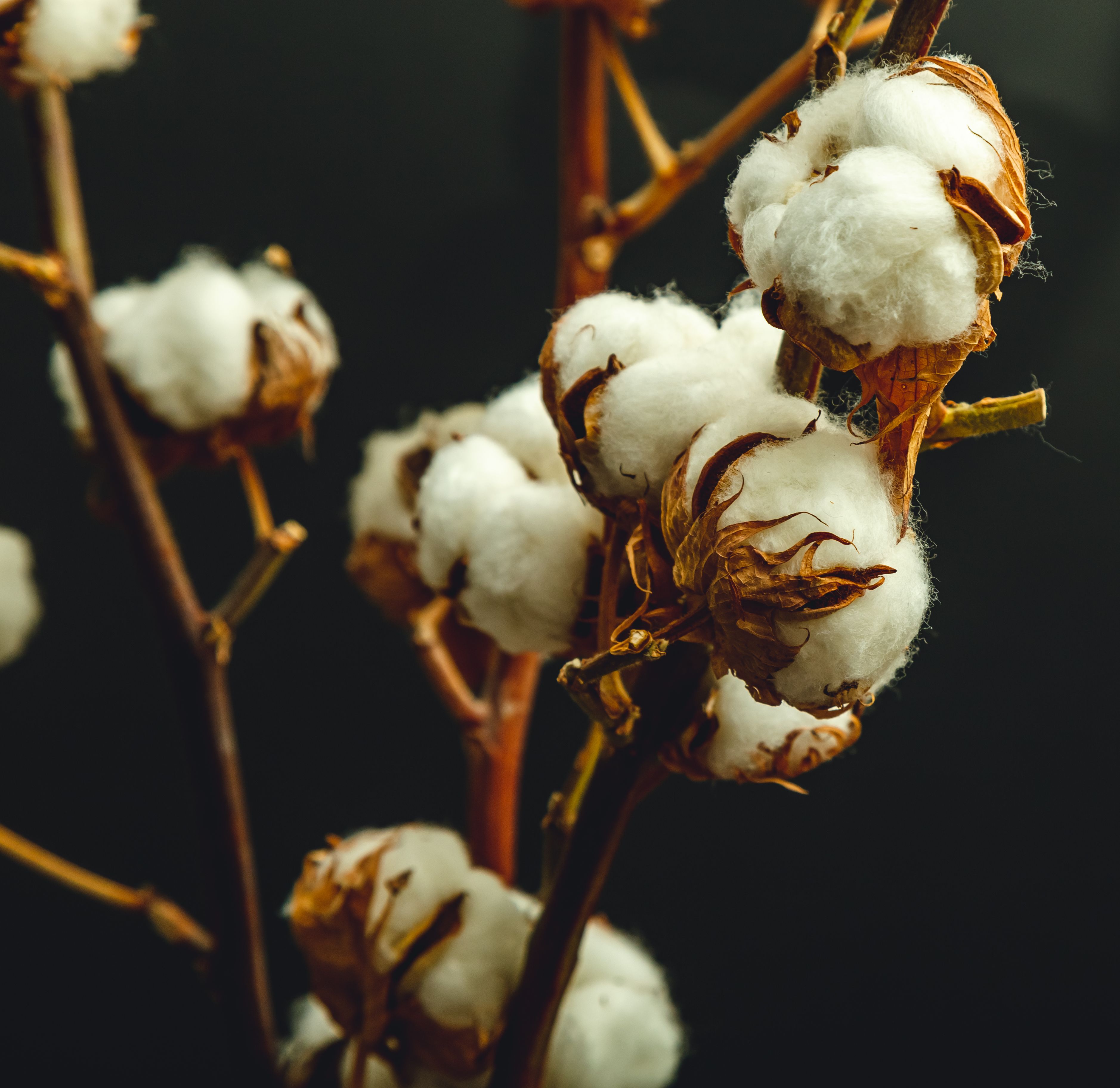 Close-up of Cotton Plant Bolls on Branch · Free Stock Photo