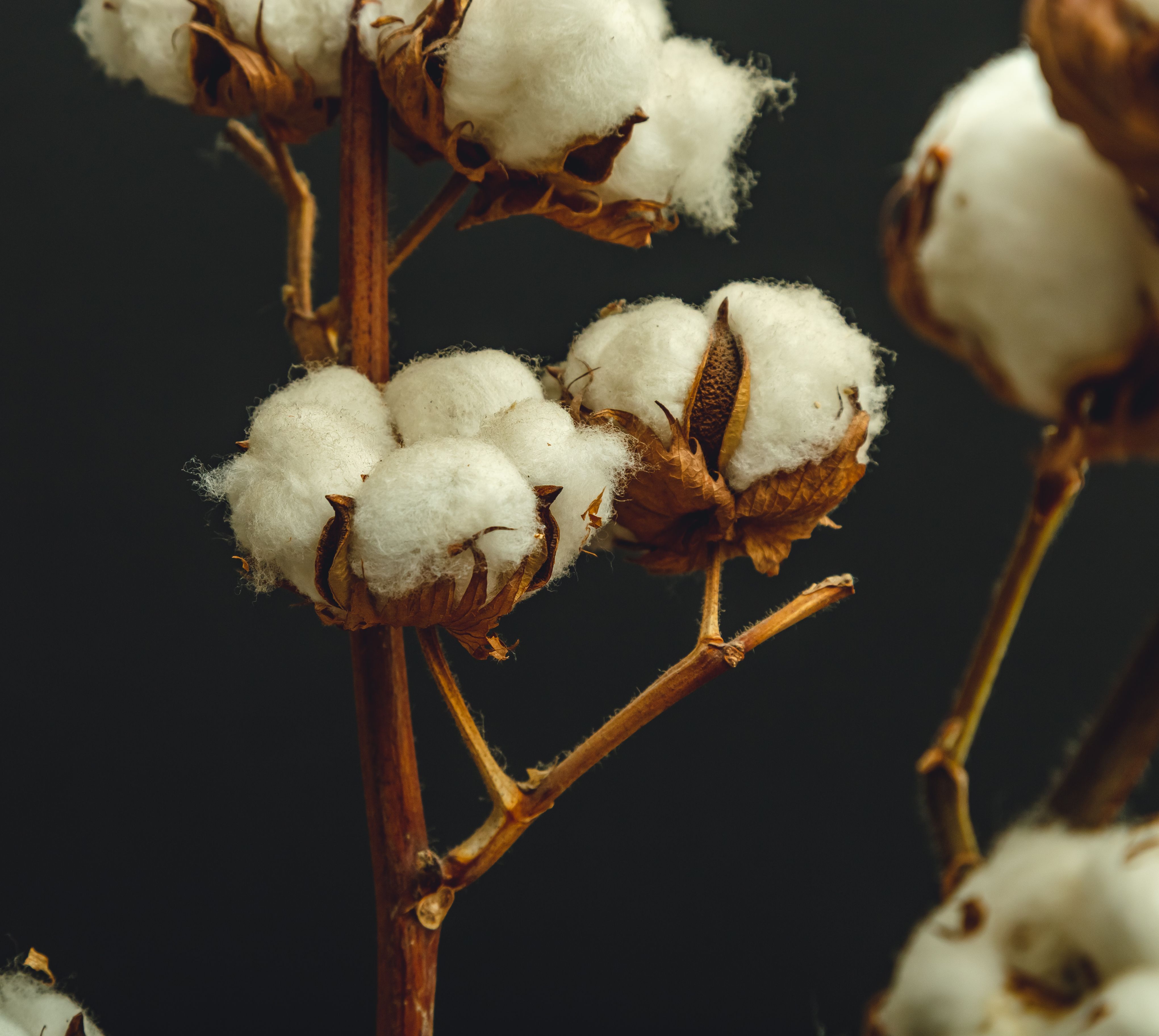 Close-up of Cotton Plant with Bolls · Free Stock Photo