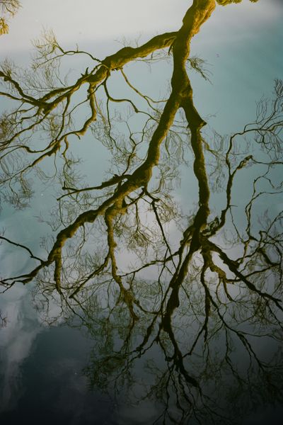 Tree Reflection In Water Photos, Download The BEST Free Tree Reflection ...