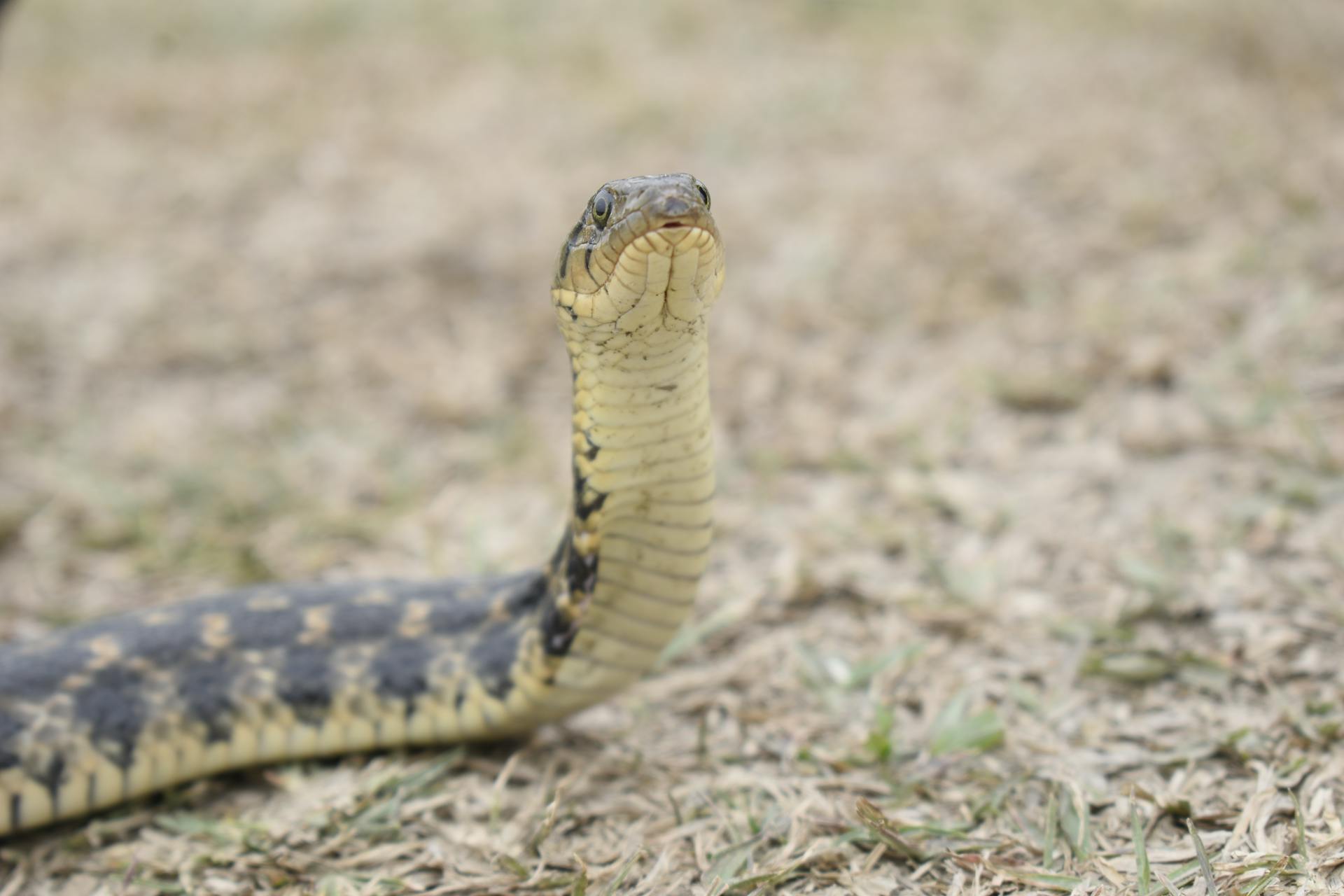 Eastern Hognose Snake Venomous: Facts and Safety Precautions