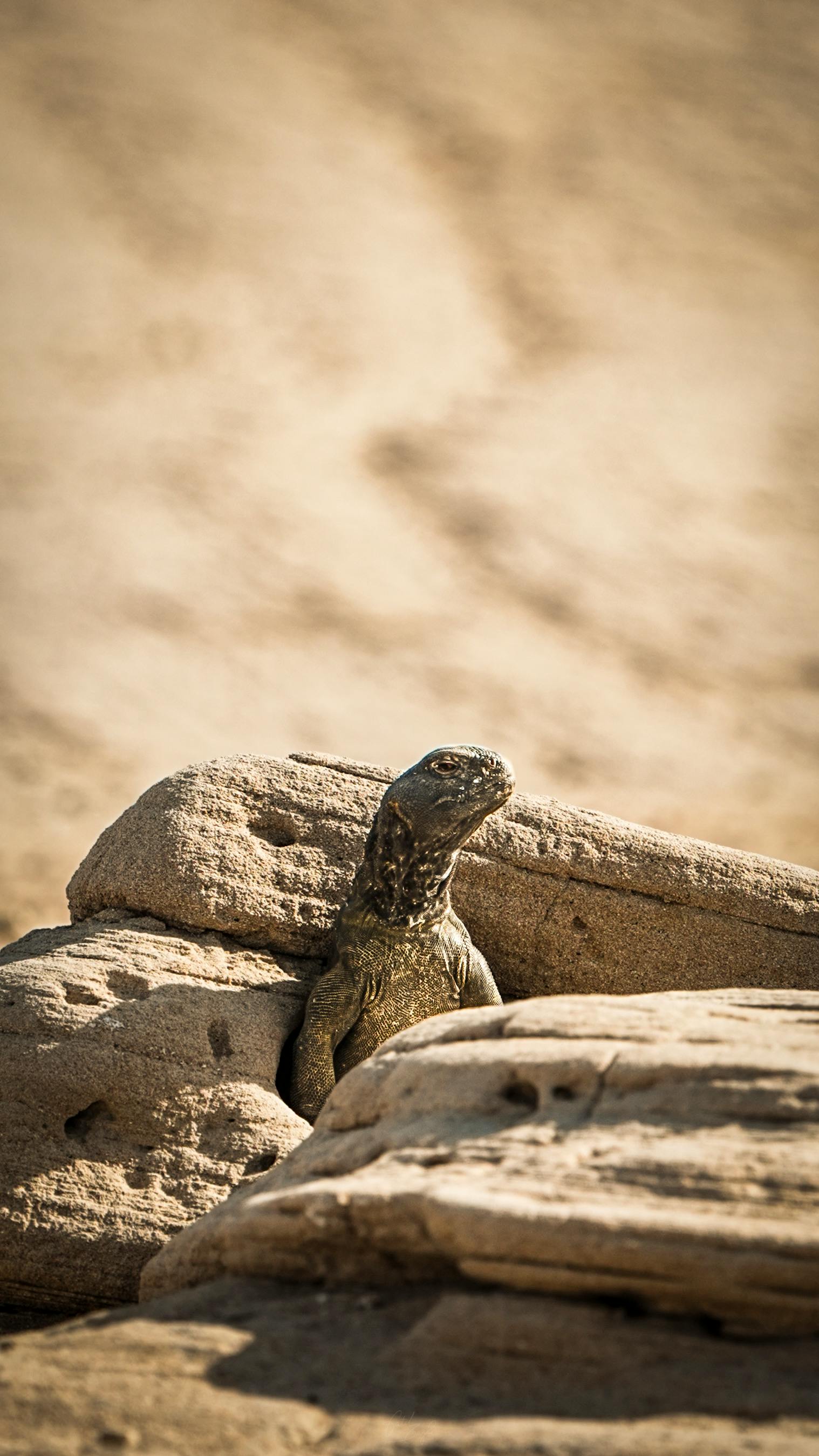 Lizard on Arabian Desert Rock, Dubai · Free Stock Photo