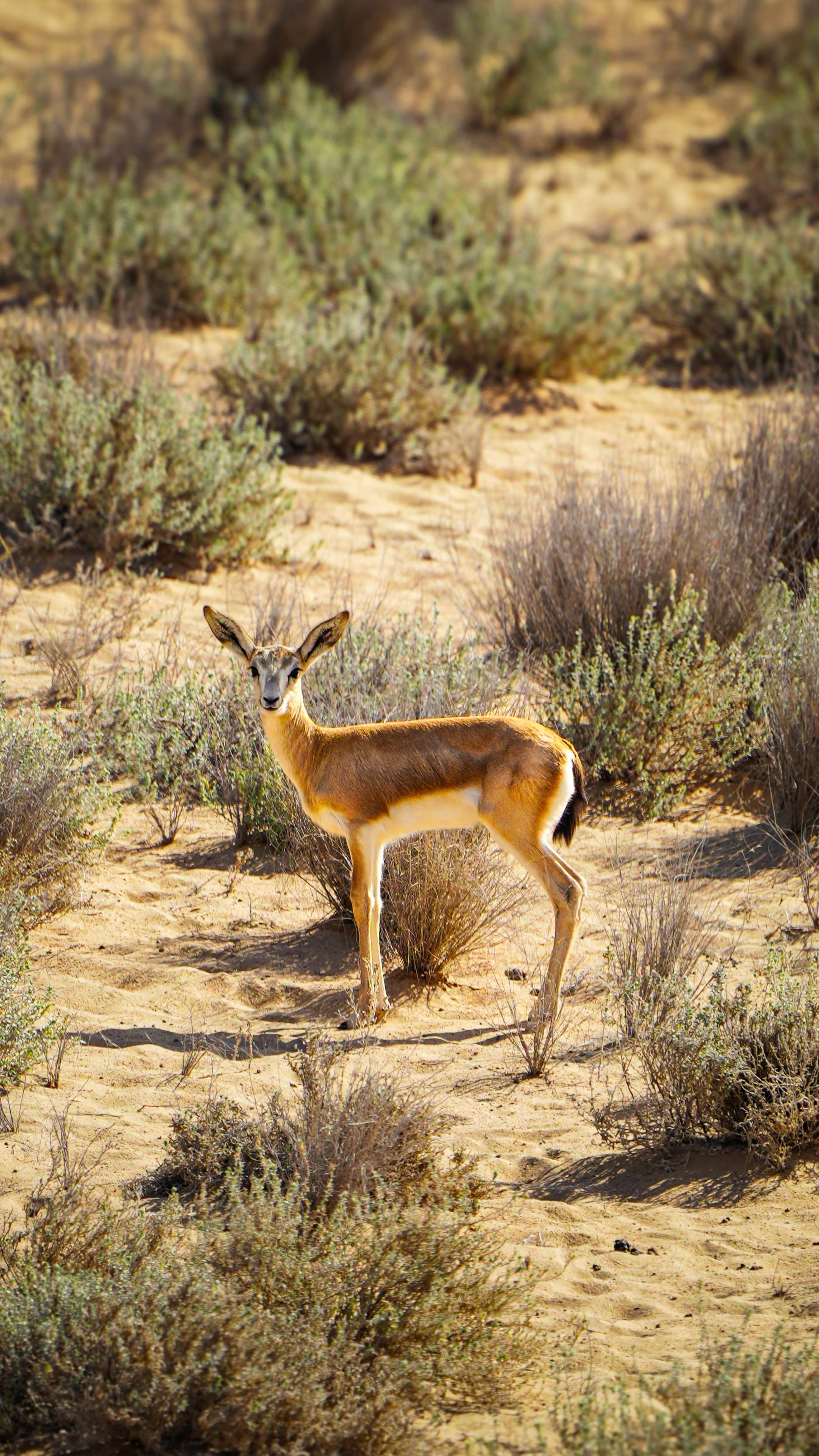 Graceful Springbok in Arid Desert Landscape · Free Stock Photo